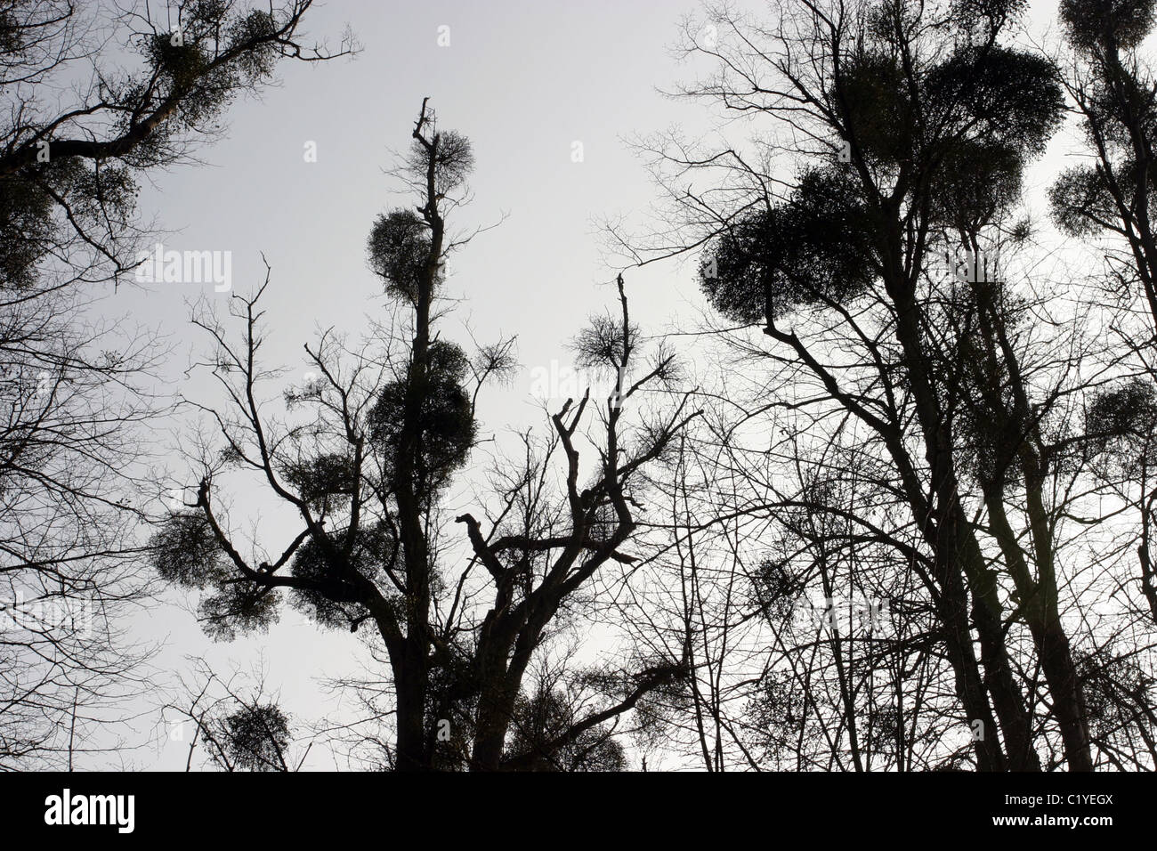 Treetops hi-res stock photography and images - Alamy