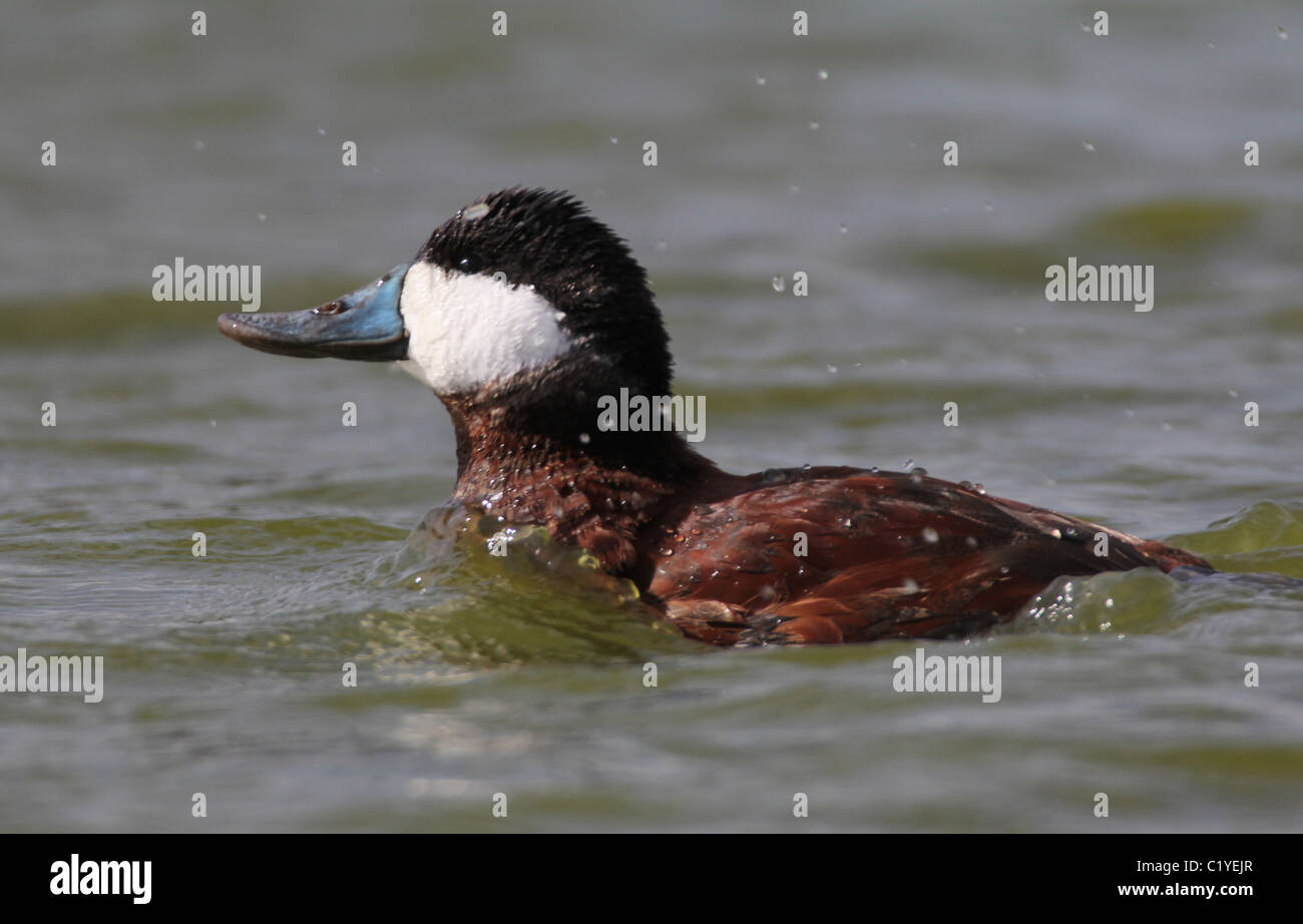Baylands park hi-res stock photography and images - Alamy