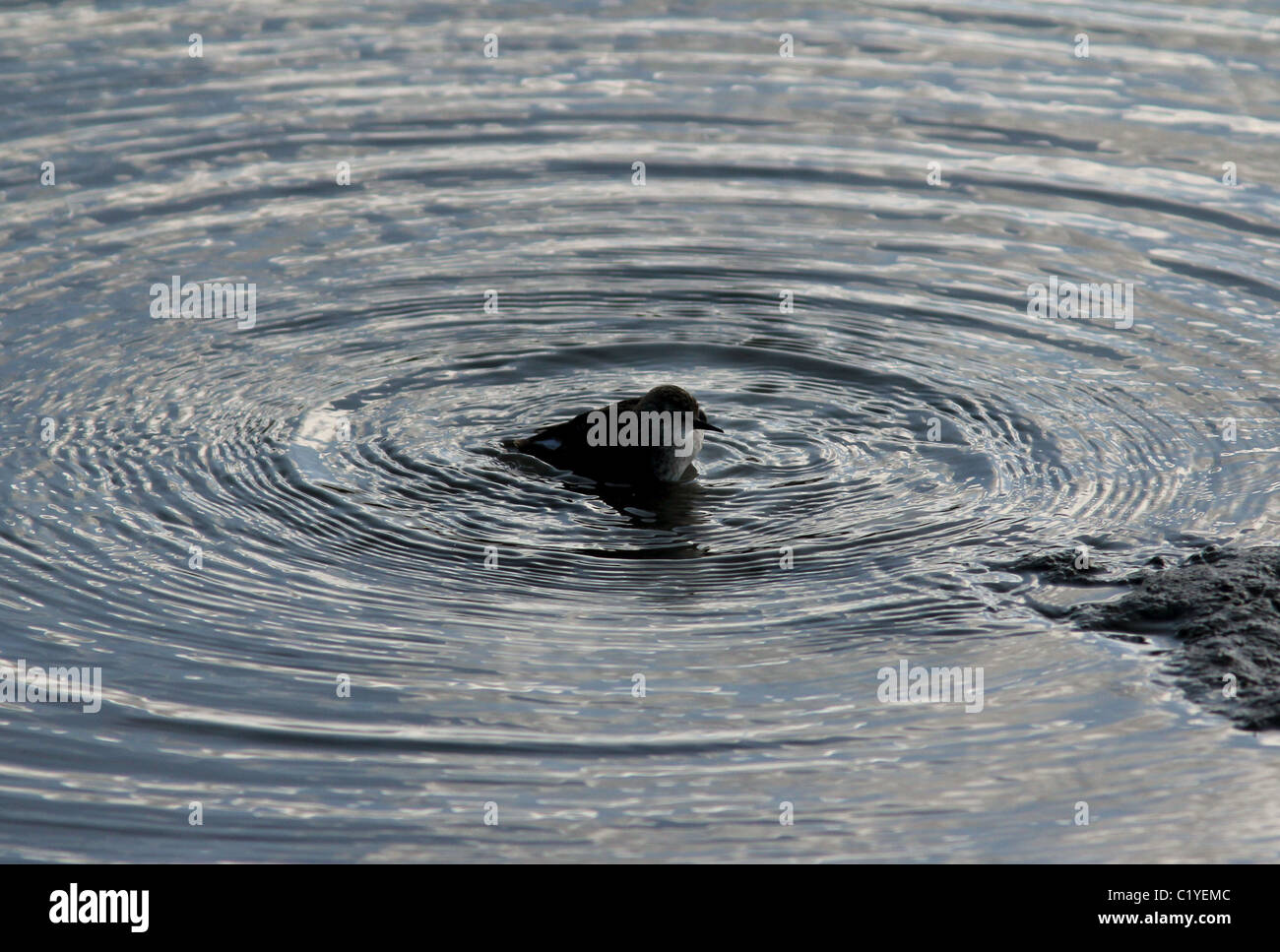 Bird mud bathing hi-res stock photography and images - Alamy
