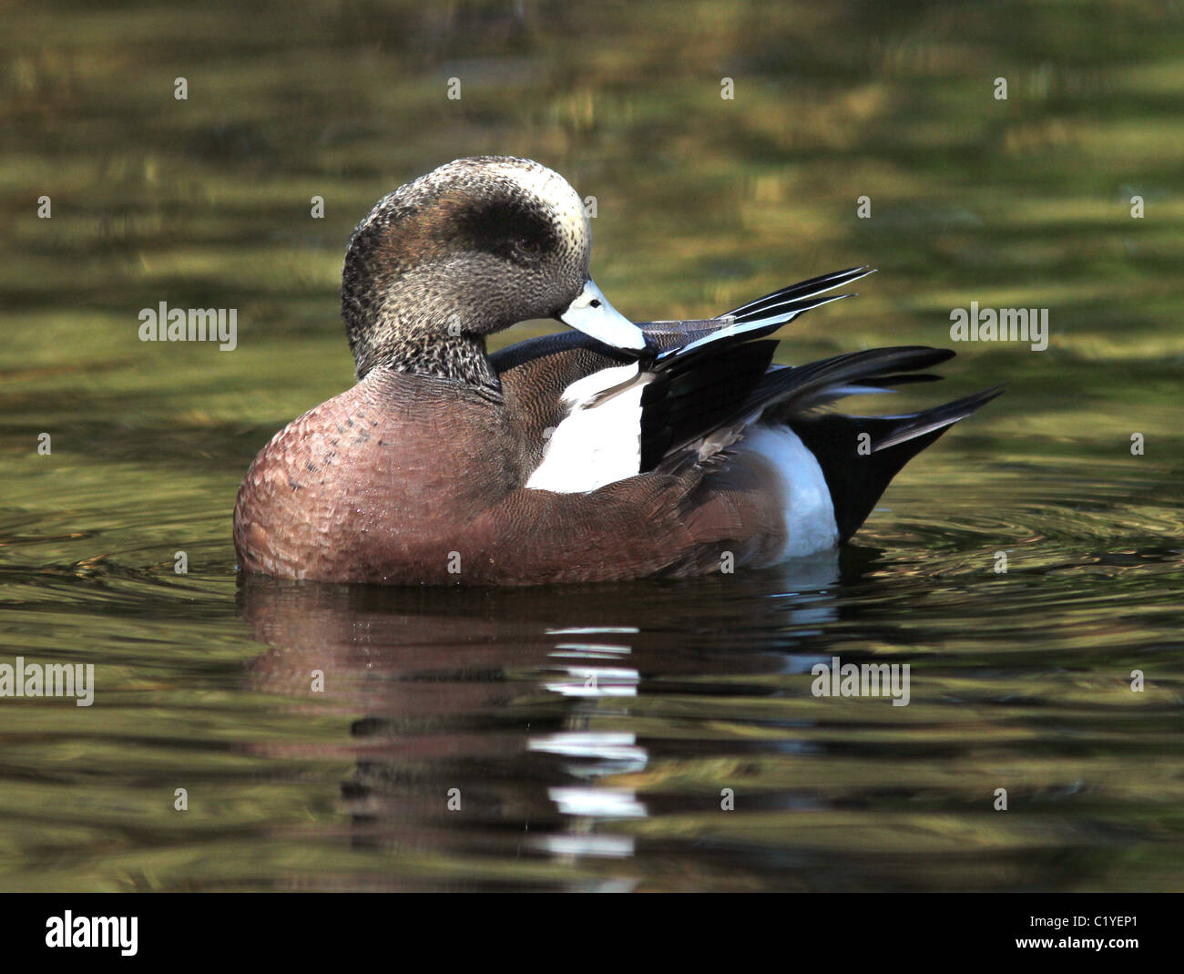 American Widgeon preening duck Palo Alto Baylands Park Calfornia Stock ...