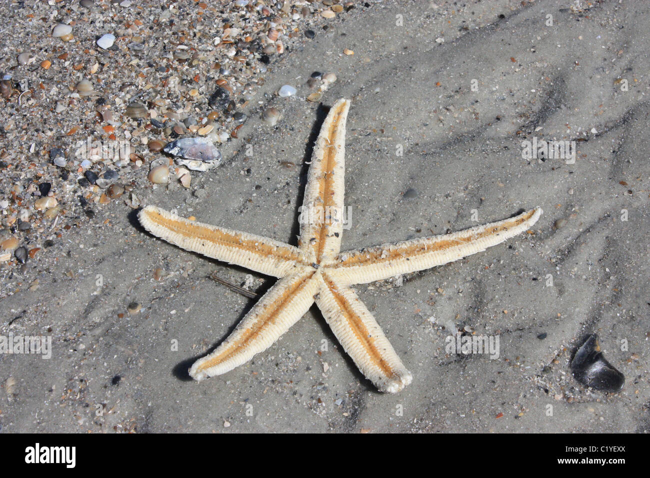 Starfish on Beach with shells Stock Photo - Alamy