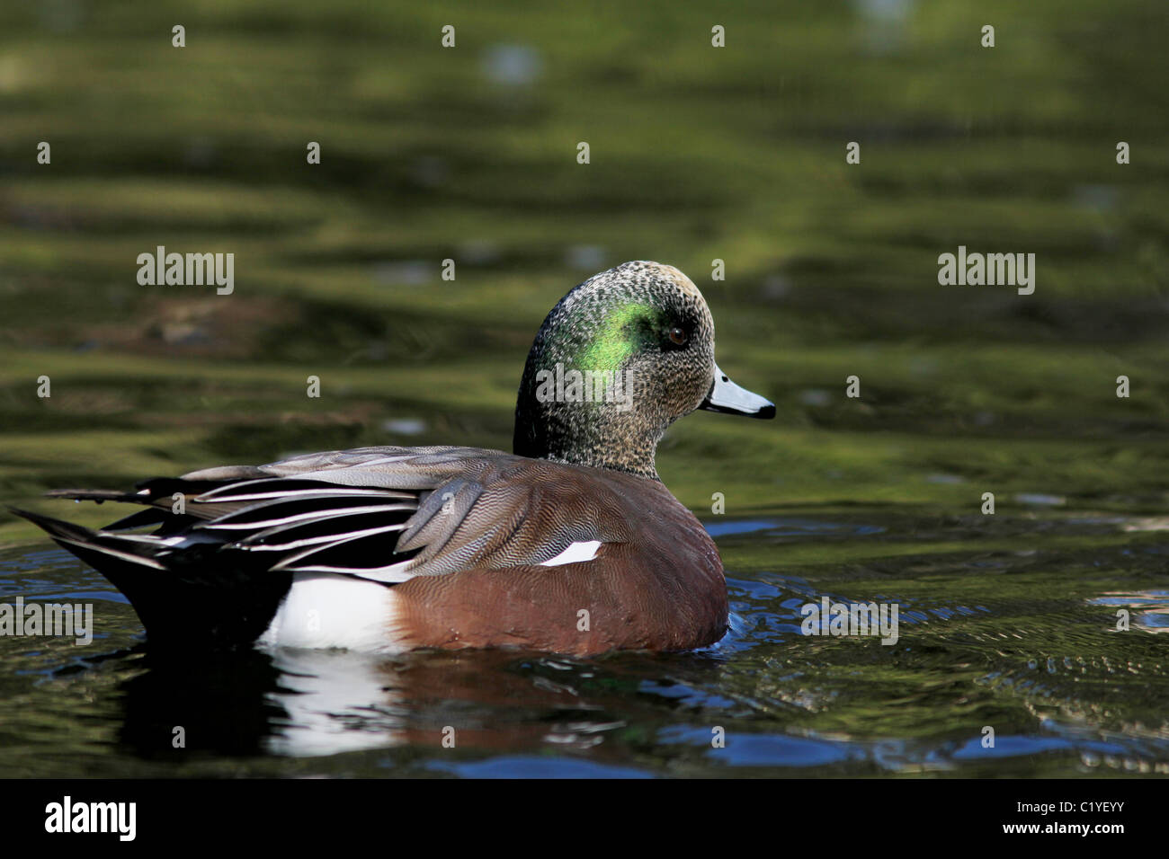 American Widgeon duck Palo Alto Baylands Park Calfornia Stock Photo - Alamy