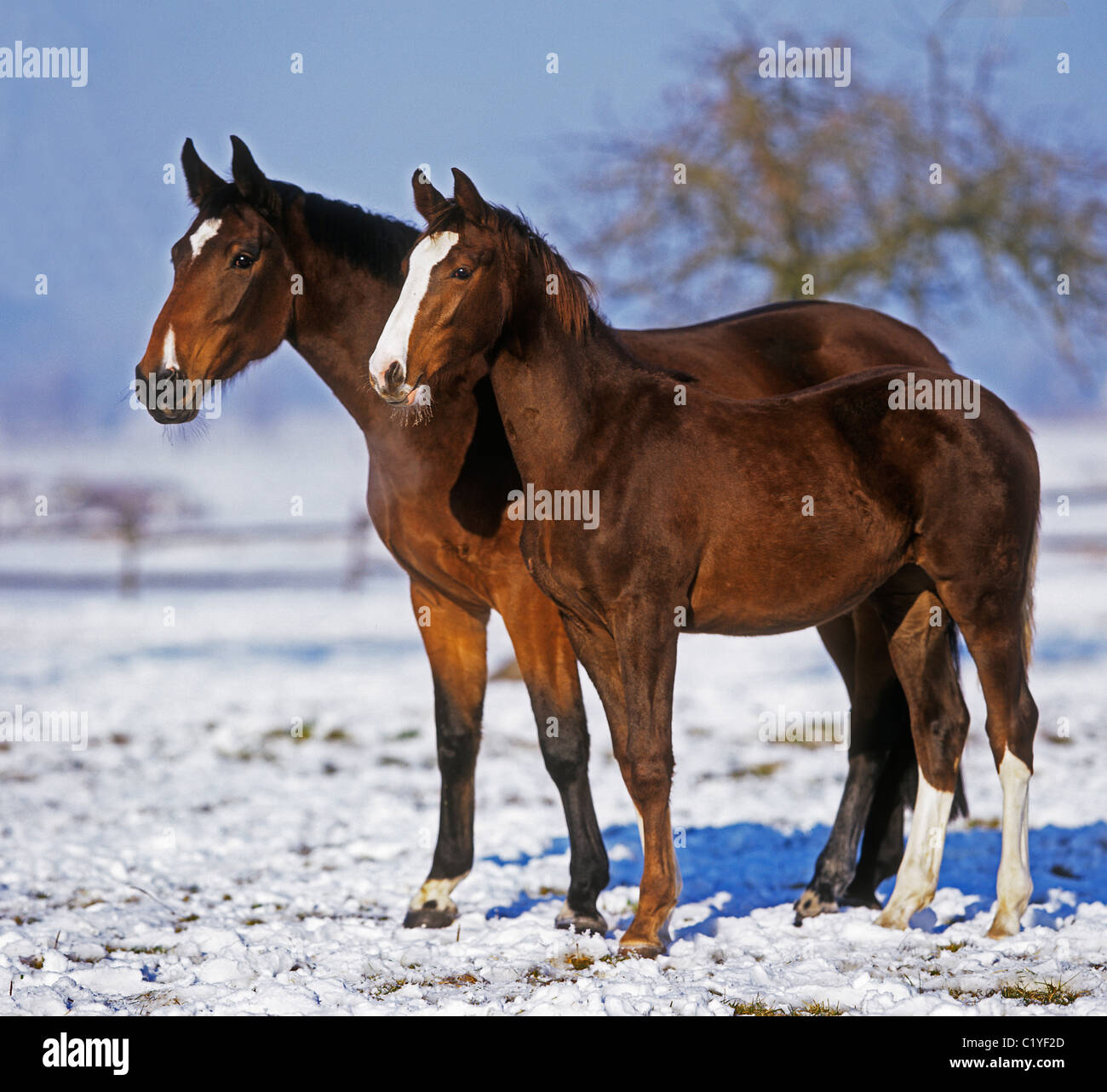 Holstein horse - mare and foal in snow Stock Photo - Alamy