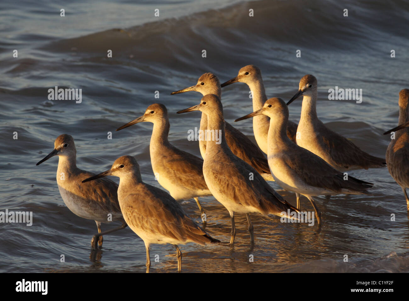 willet flock Evergaldes National Park Florida Stock Photo - Alamy