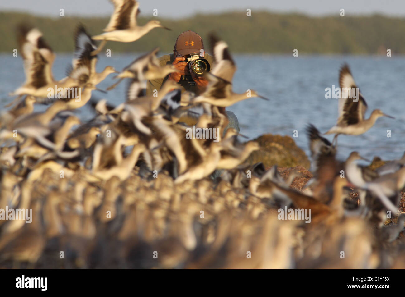 Photographer willet flock Evergaldes National Park Florida Stock Photo ...