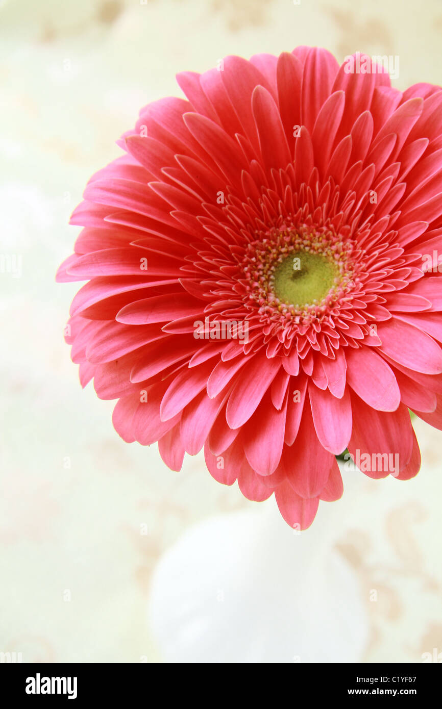 Pink bright Gerbera on a silk background Stock Photo - Alamy