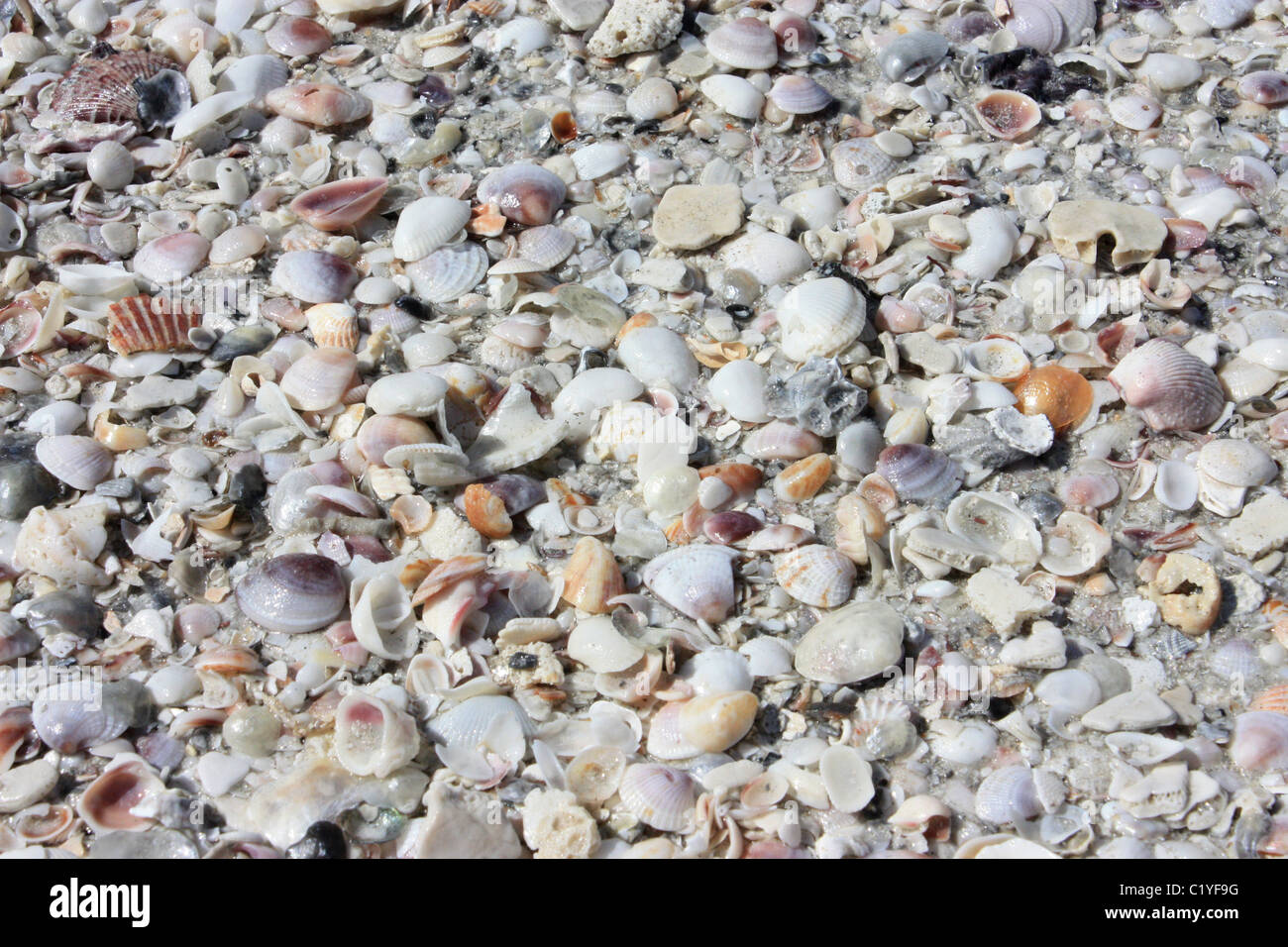 Many shells on beach Stock Photo - Alamy
