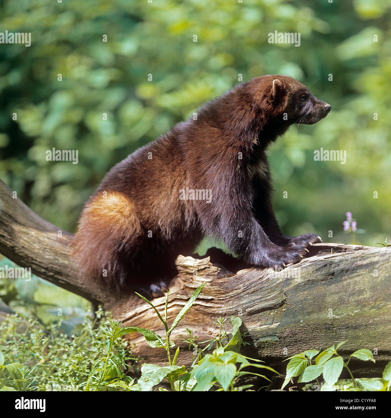 wolverine on root / Gulo gulo Stock Photo - Alamy