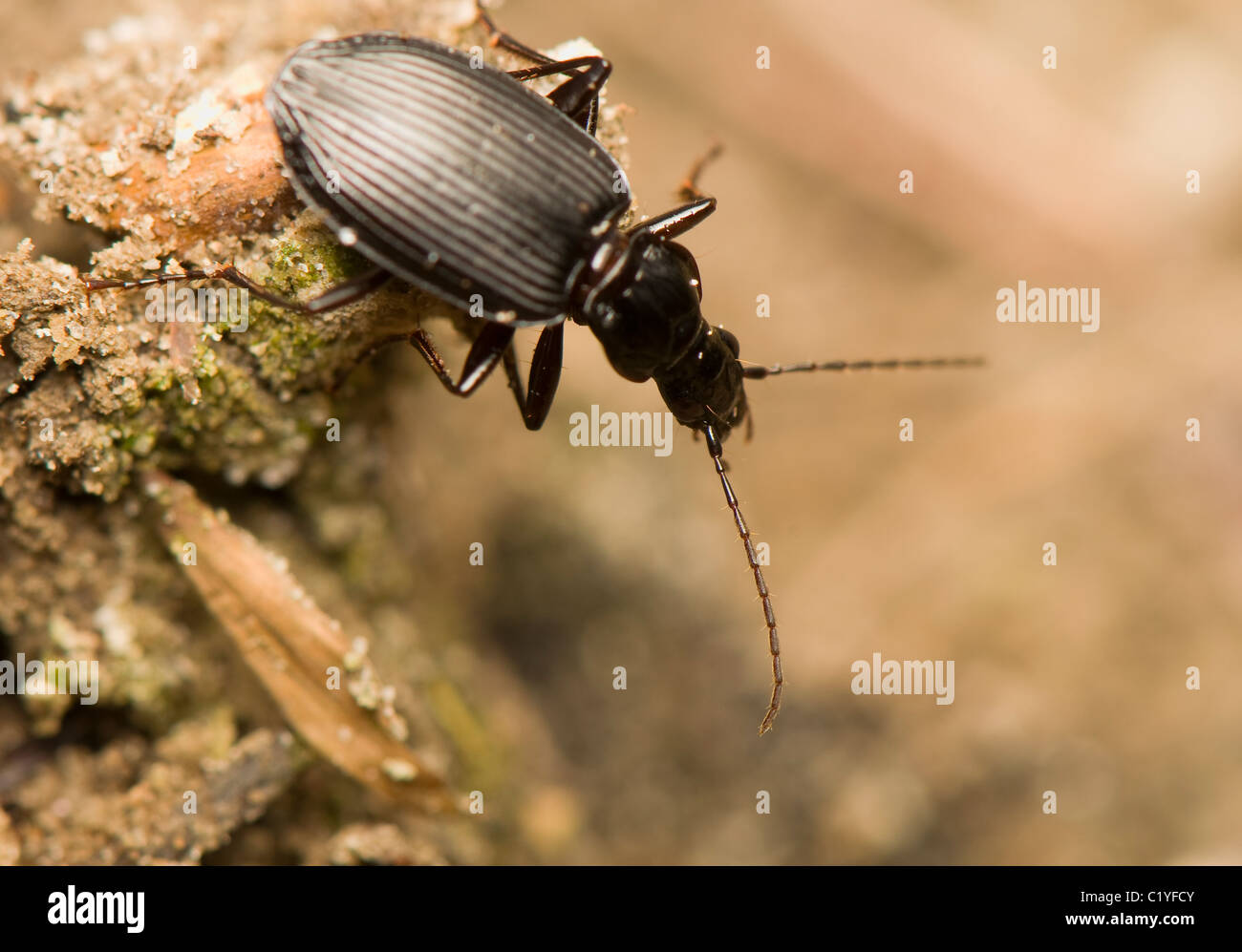 Pterostichus oblongopunctatus hi-res stock photography and images - Alamy