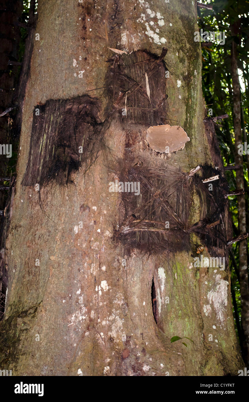 Toraja traditional baby graves carved in the wood, spirit of the babies ...