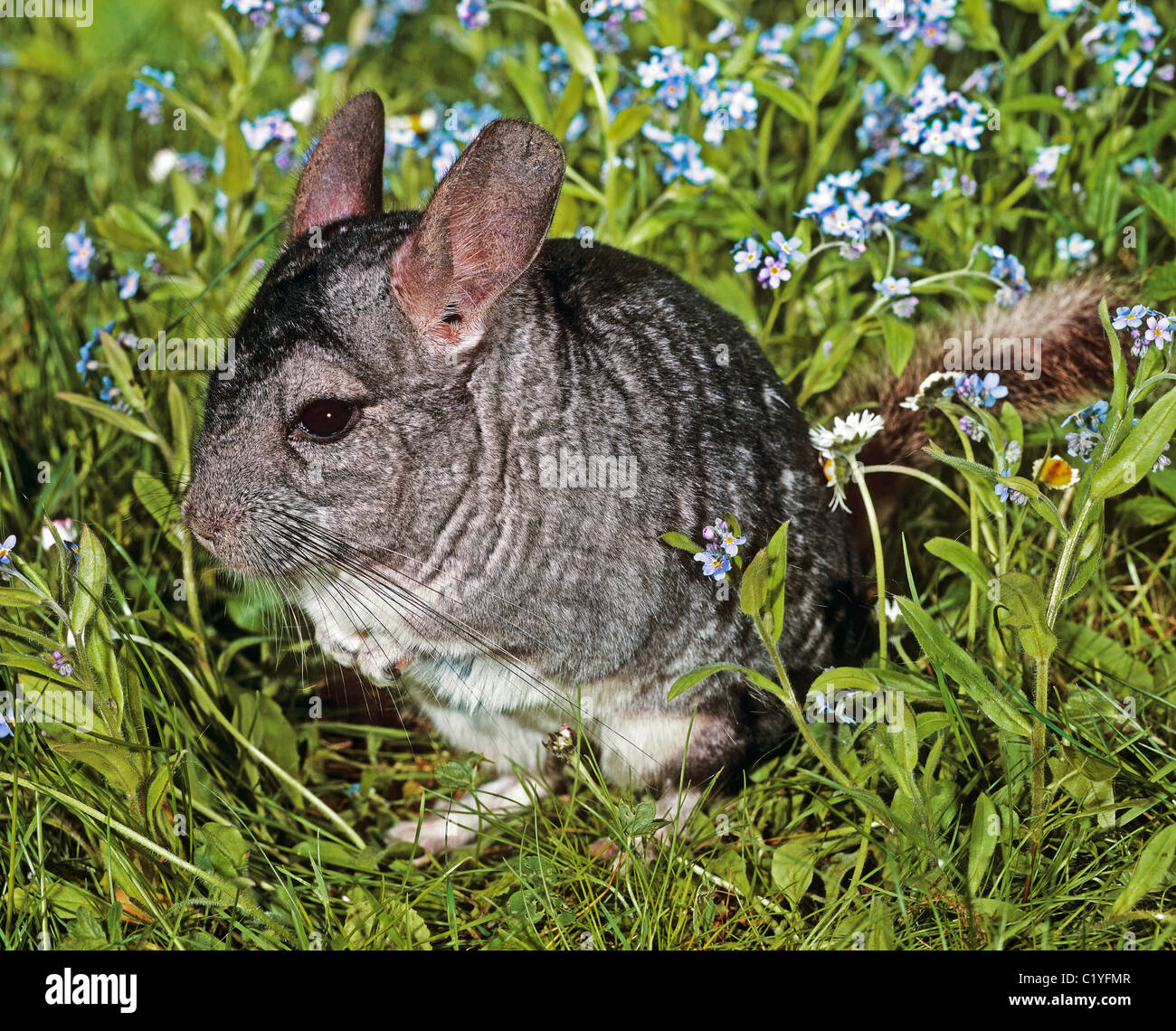 Long-tailed Chinchilla (Chinchilla laniga). Adult in grass Stock Photo ...