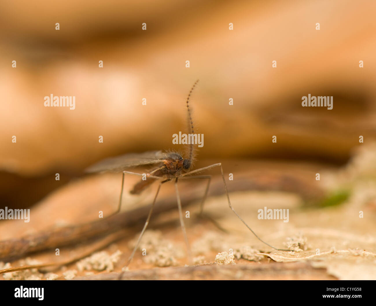 Male mosquito hi-res stock photography and images - Alamy