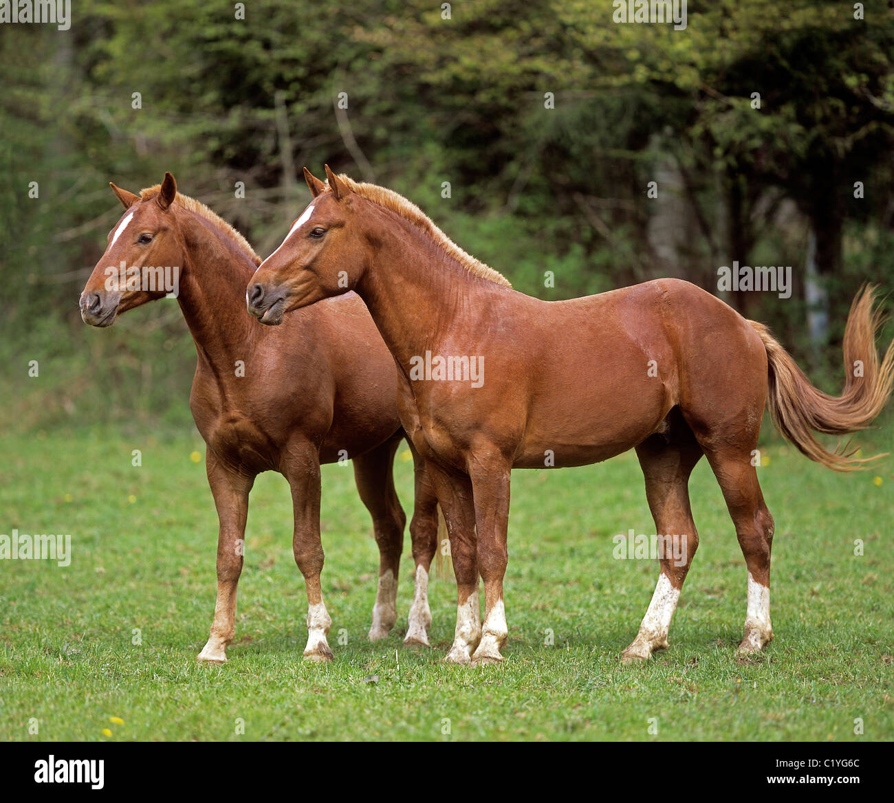Two freiberger on hi-res stock photography and images - Alamy