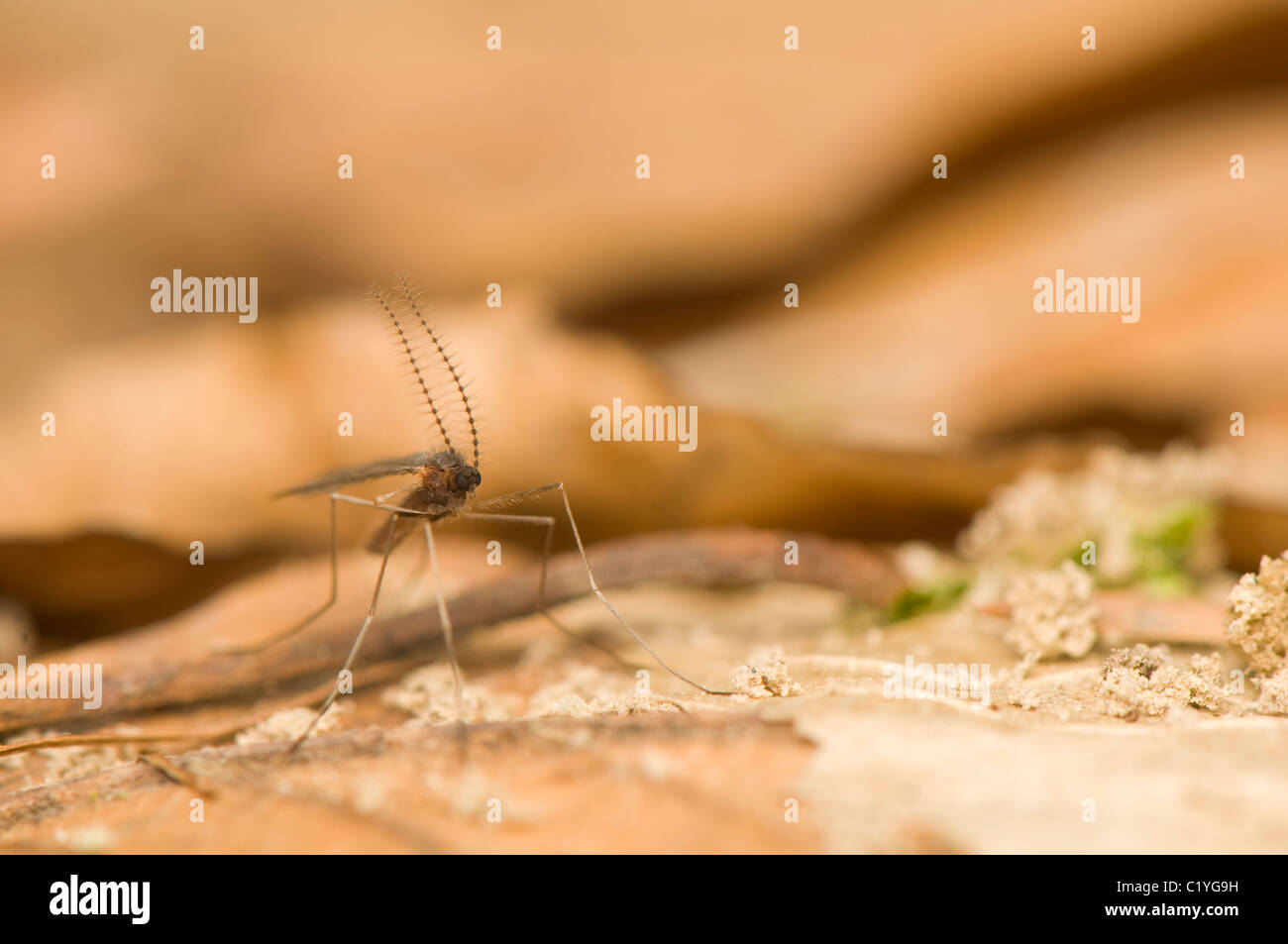 Culicidae hi-res stock photography and images - Alamy