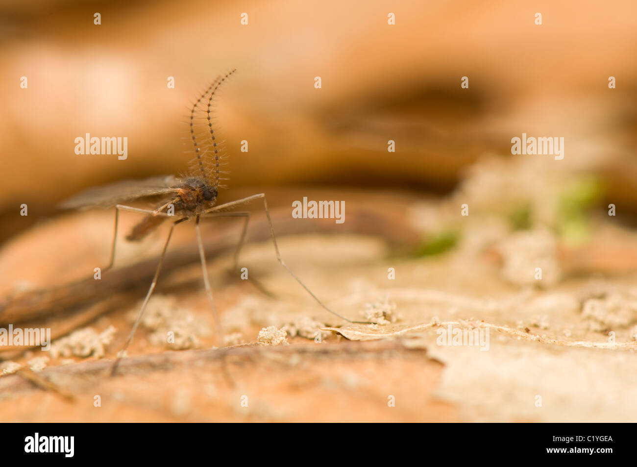 Primness hi-res stock photography and images - Alamy