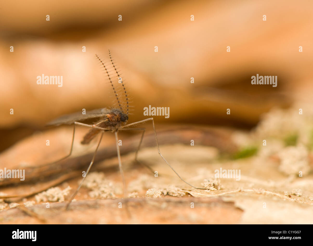 Culicidae hi-res stock photography and images - Alamy