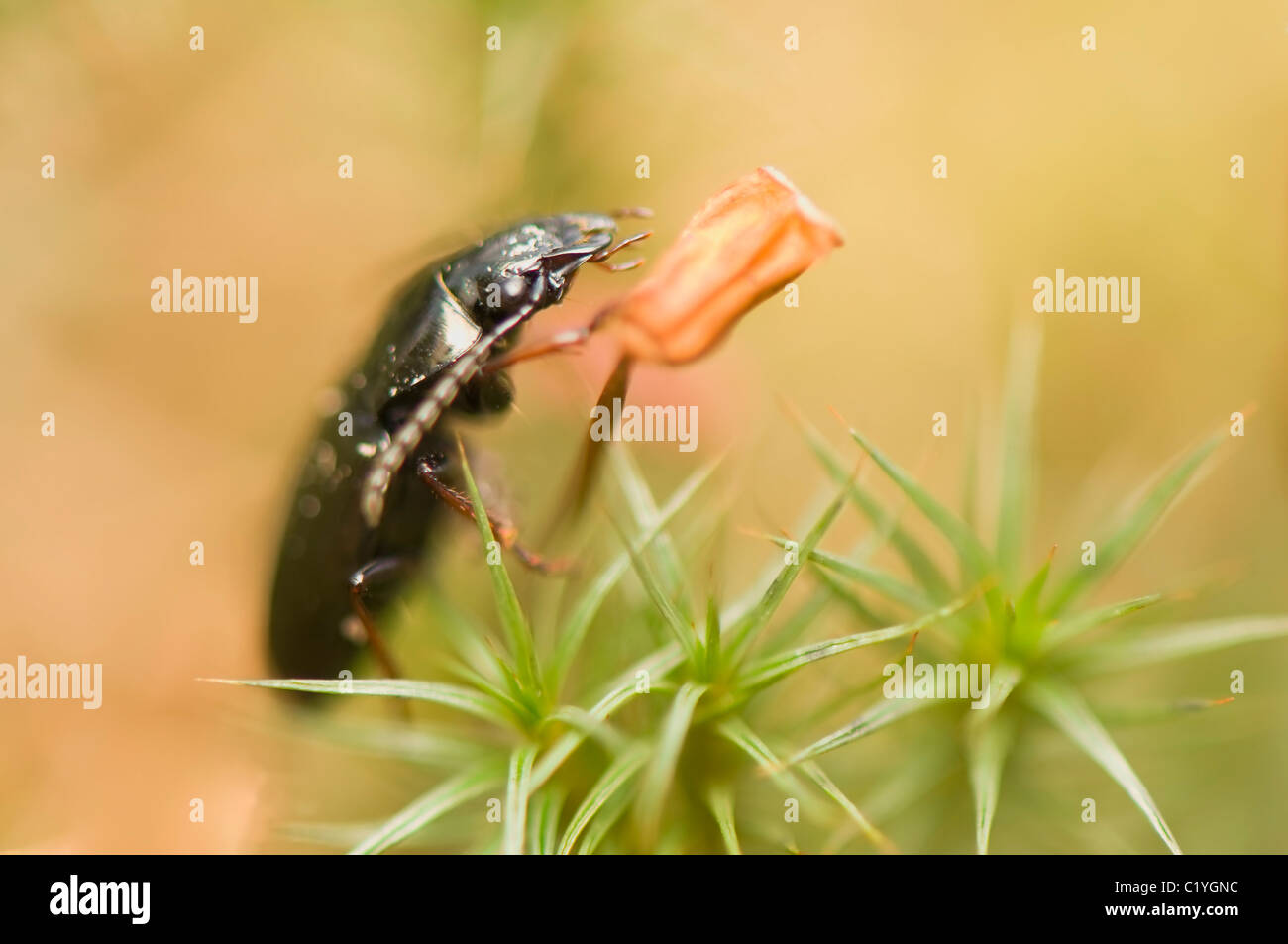 Assimilis hi-res stock photography and images - Alamy