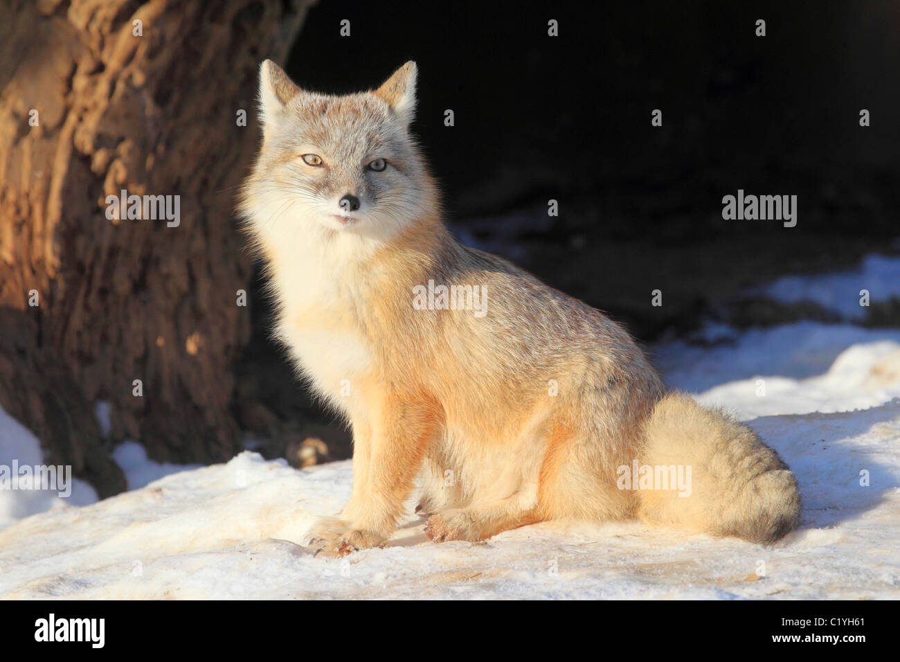 Corsac fox - sitting in snow / Vulpes corsac Stock Photo - Alamy