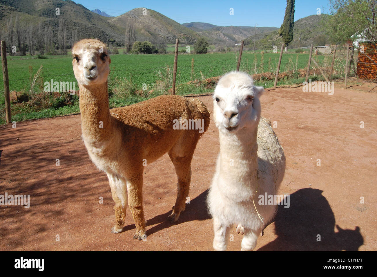 African american species hi-res stock photography and images - Alamy