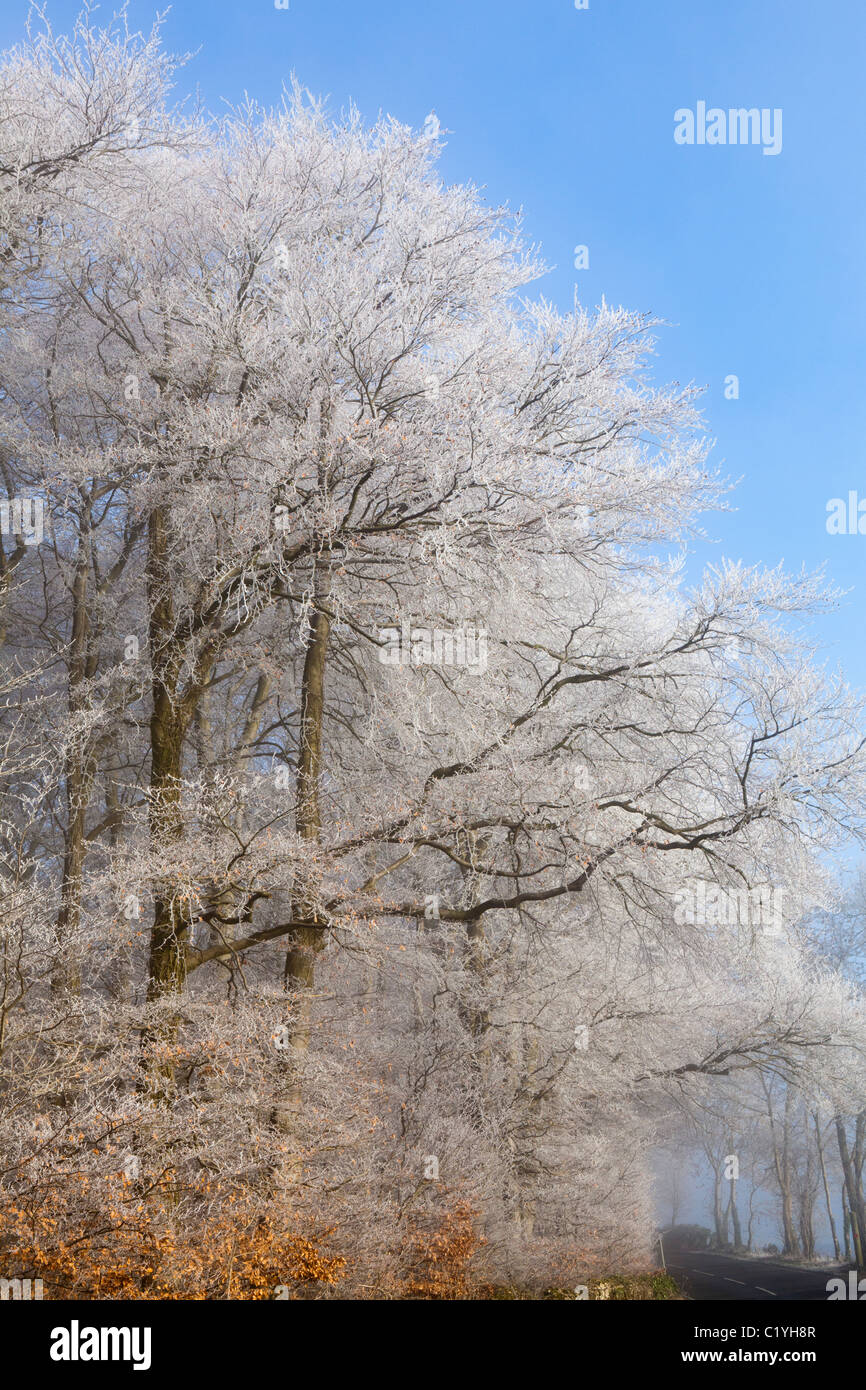 Hoar frost and mist in winter on the lane across Scottsquar Hill in the ...