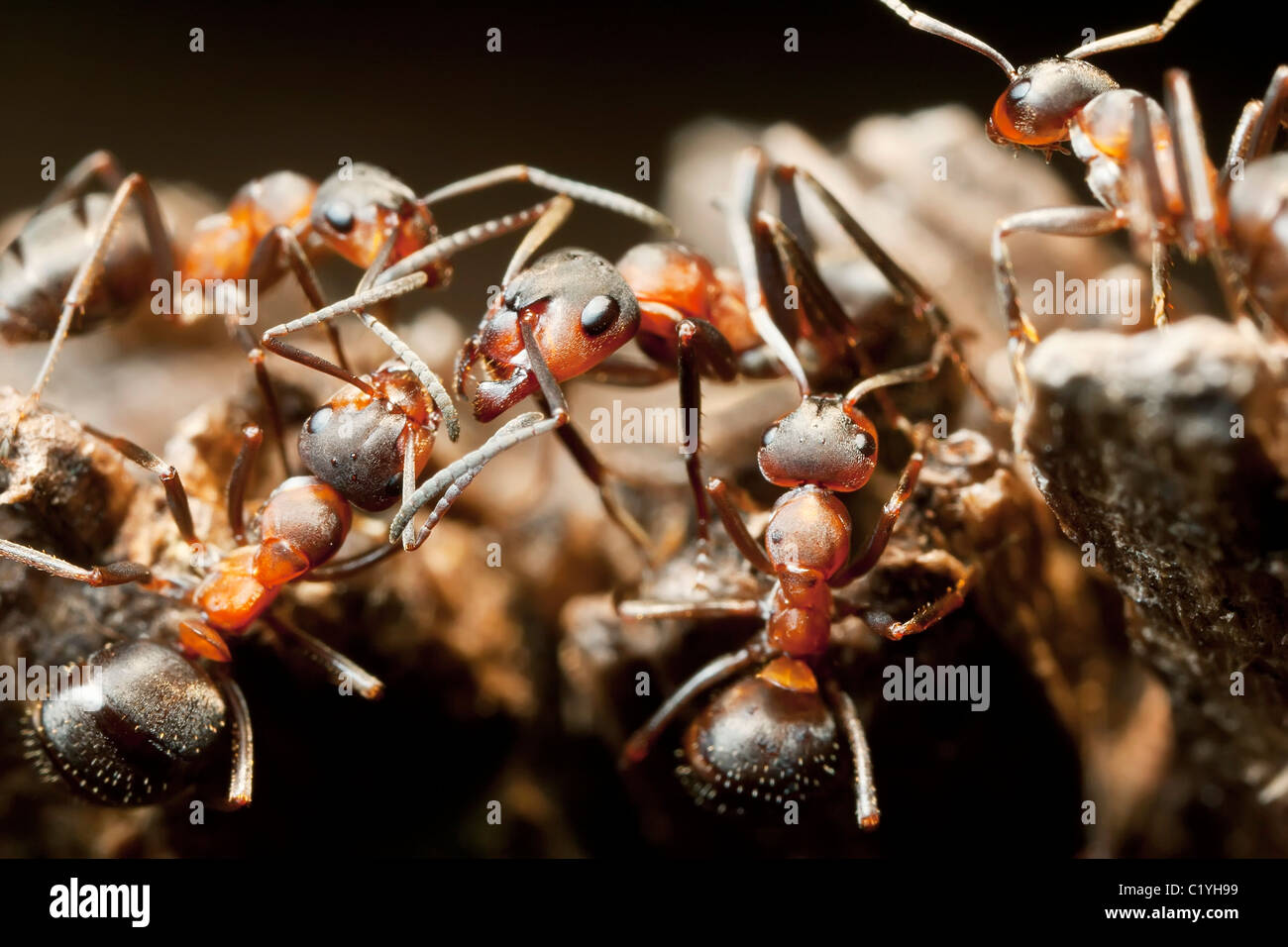 Slave making ant hi-res stock photography and images - Alamy
