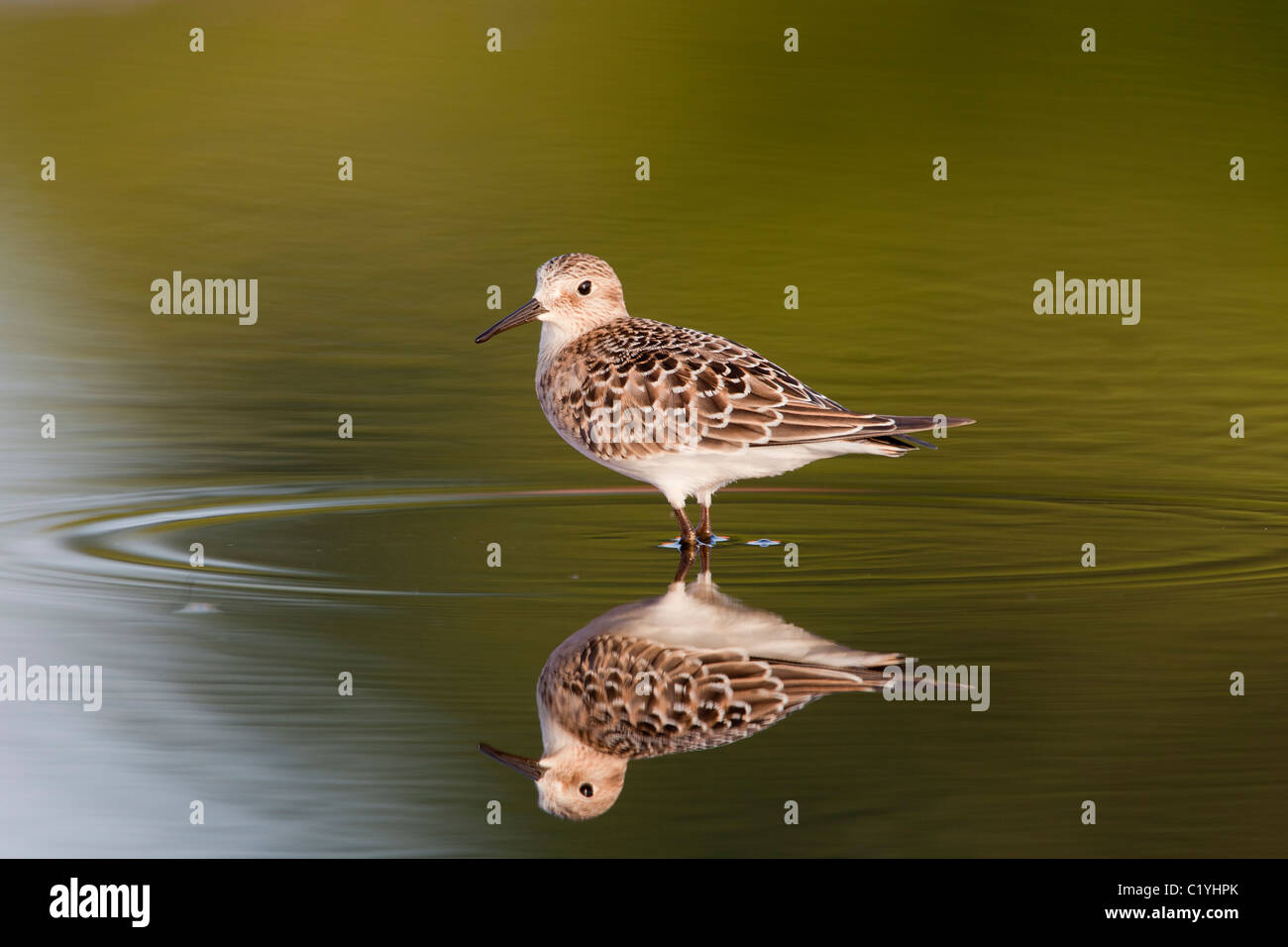 Baird's Sandpiper feeding in shallow water Stock Photo - Alamy