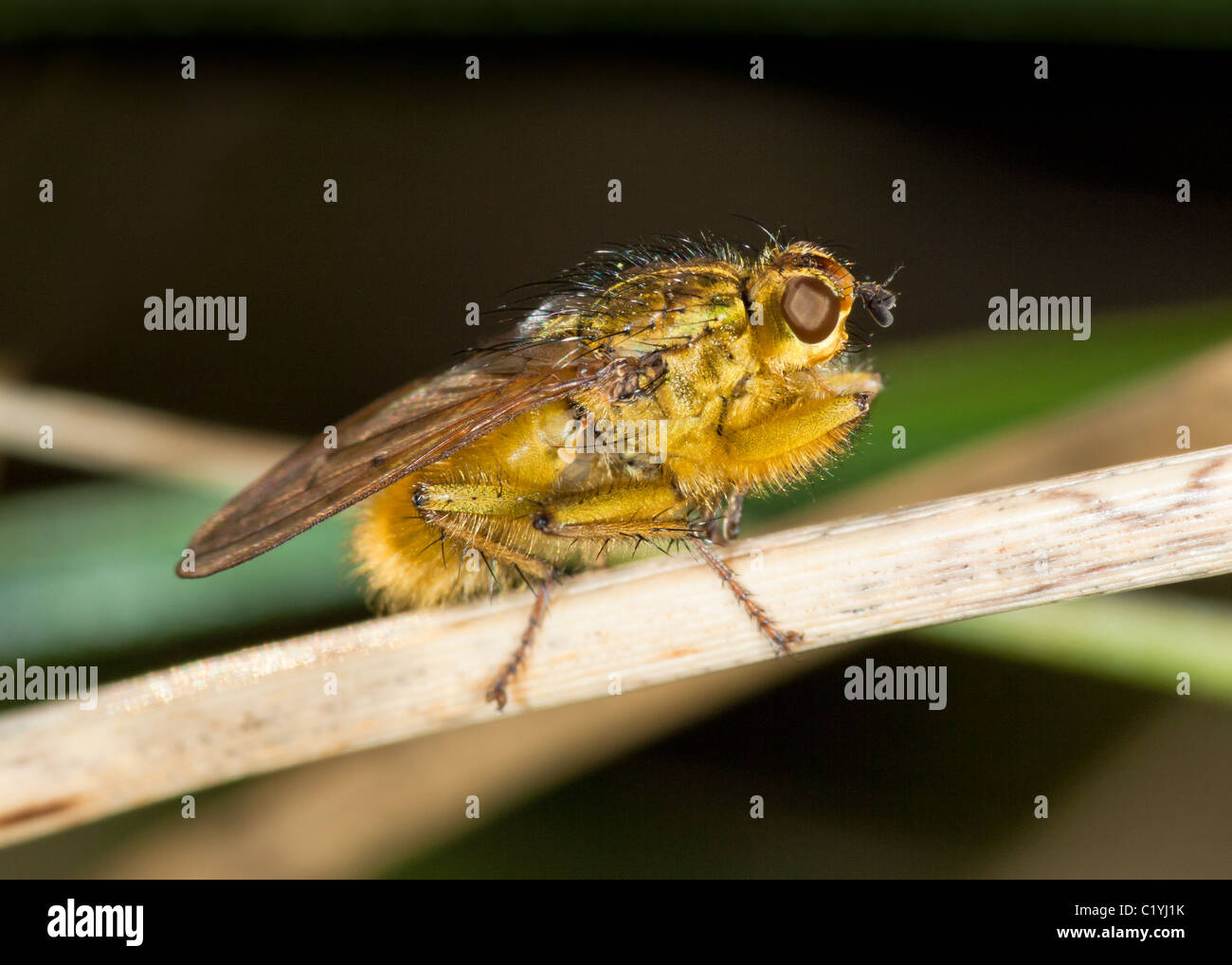 Common Yellow Dung Fly (Scathophaga stercoraria Stock Photo - Alamy