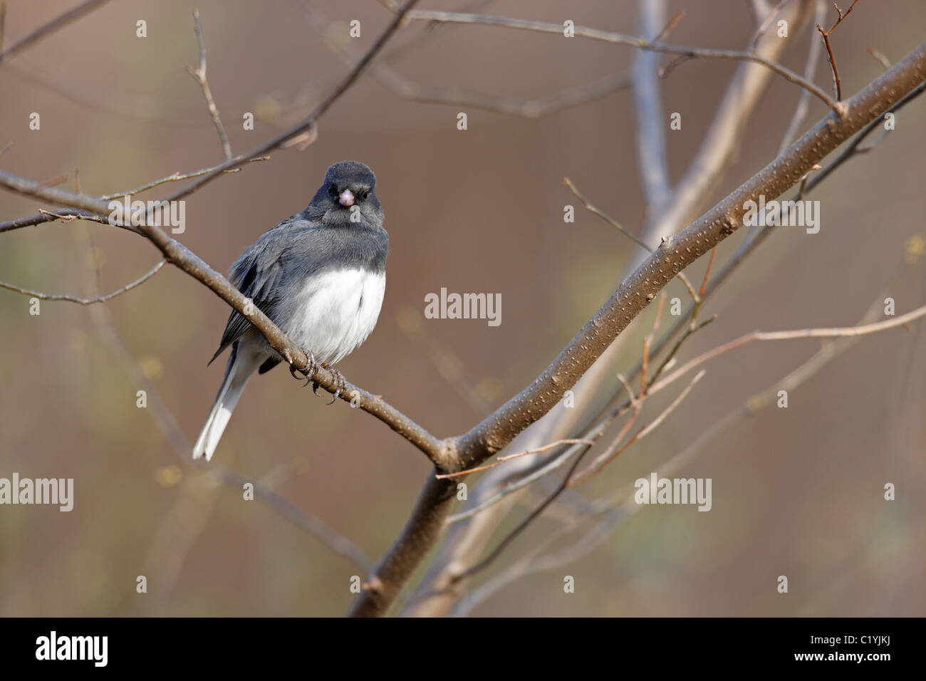 Dark-eyed Junco (Junco hyemalis hyemalis), Slate-colored subspecies ...