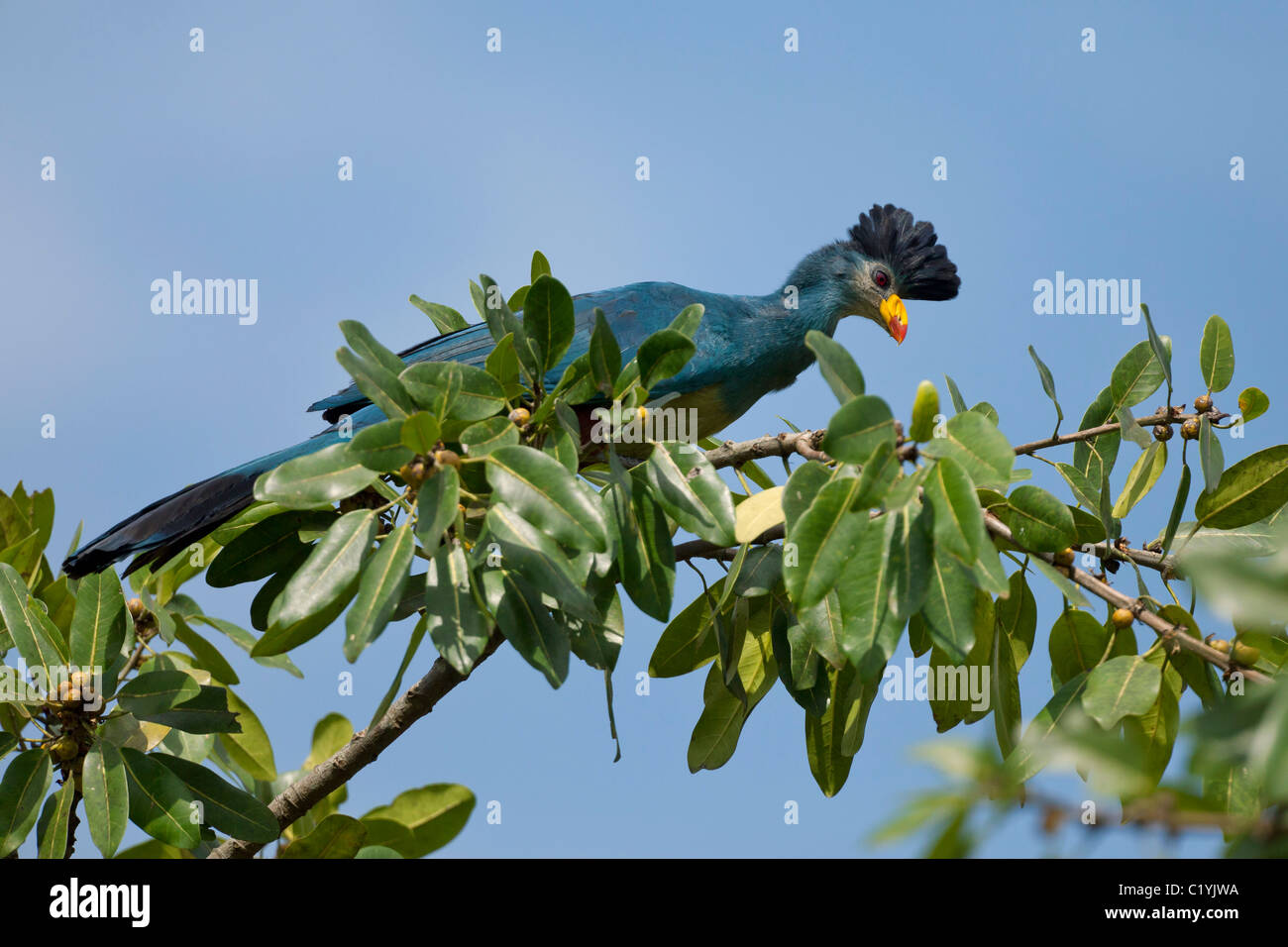 Great Blue Turaco on branch / Corythaeola cristata Stock Photo - Alamy