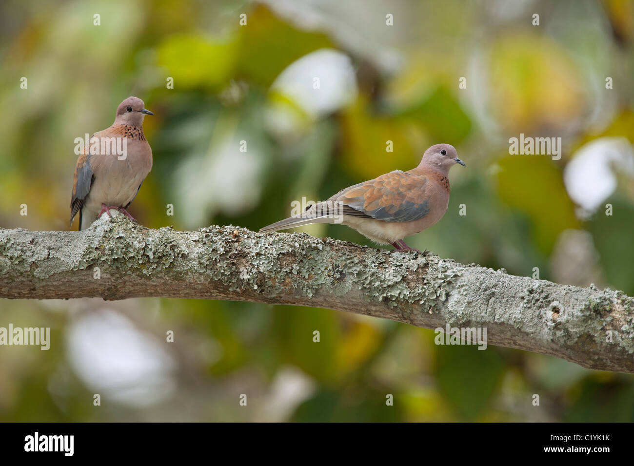 Laughing Dove (Spilopelia senegalensis, Streptopelia senegalensis). Two ...