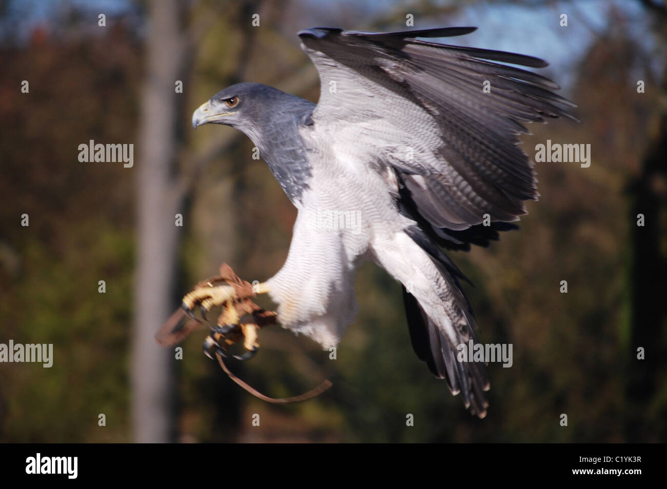 Eagle swooping catch prey hi-res stock photography and images - Alamy