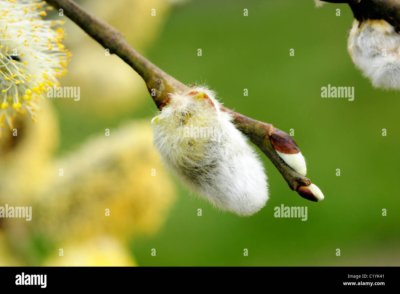 Buts on tree in saarland hi-res stock photography and images - Alamy