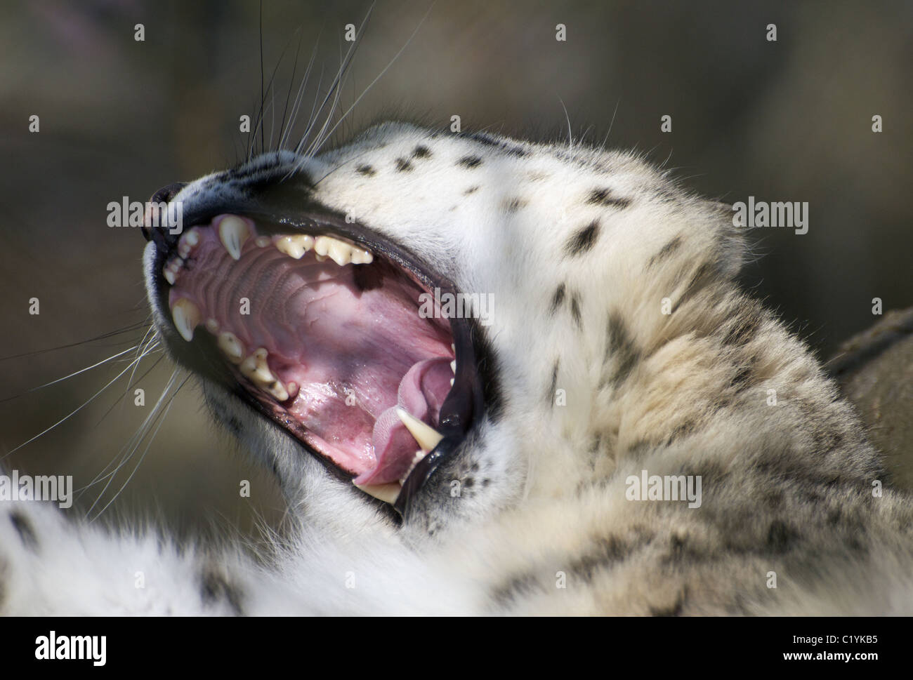 Leopard Fangs High Resolution Stock Photography and Images - Alamy