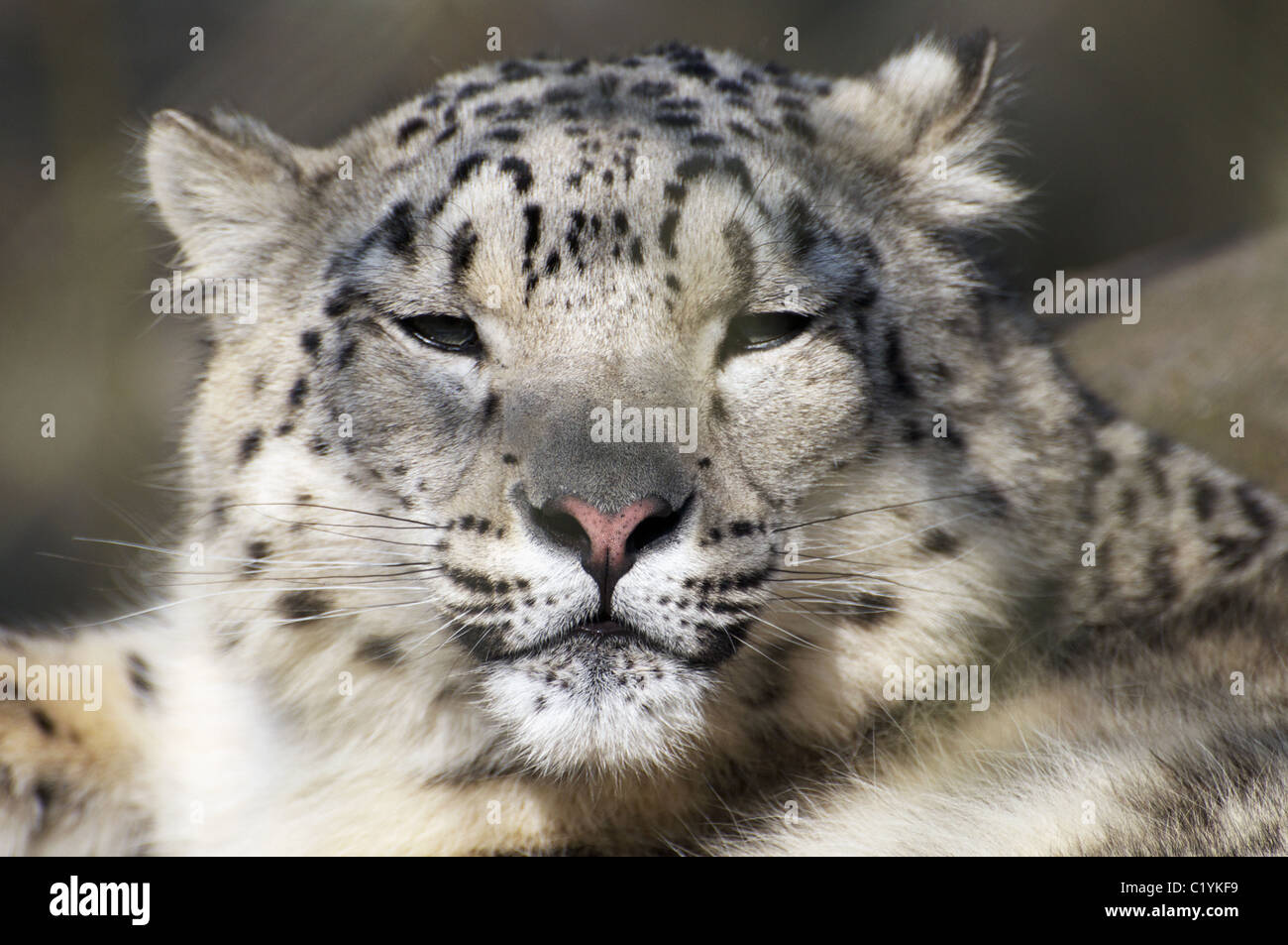 Female snow leopard looking at camera (headshot Stock Photo - Alamy