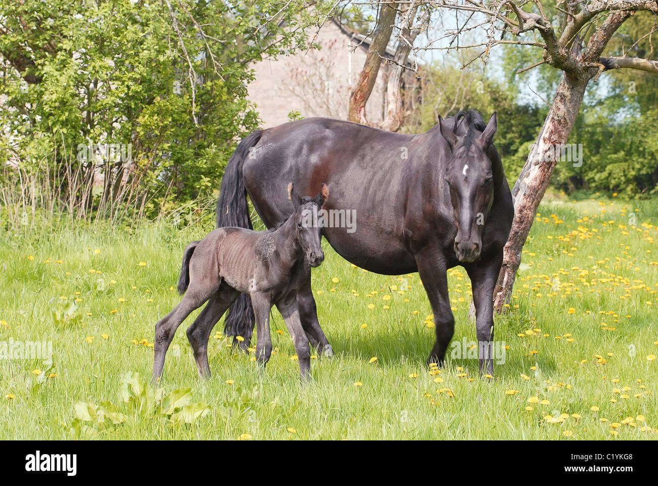 German Riding horse - mare and foal on meadow Stock Photo - Alamy