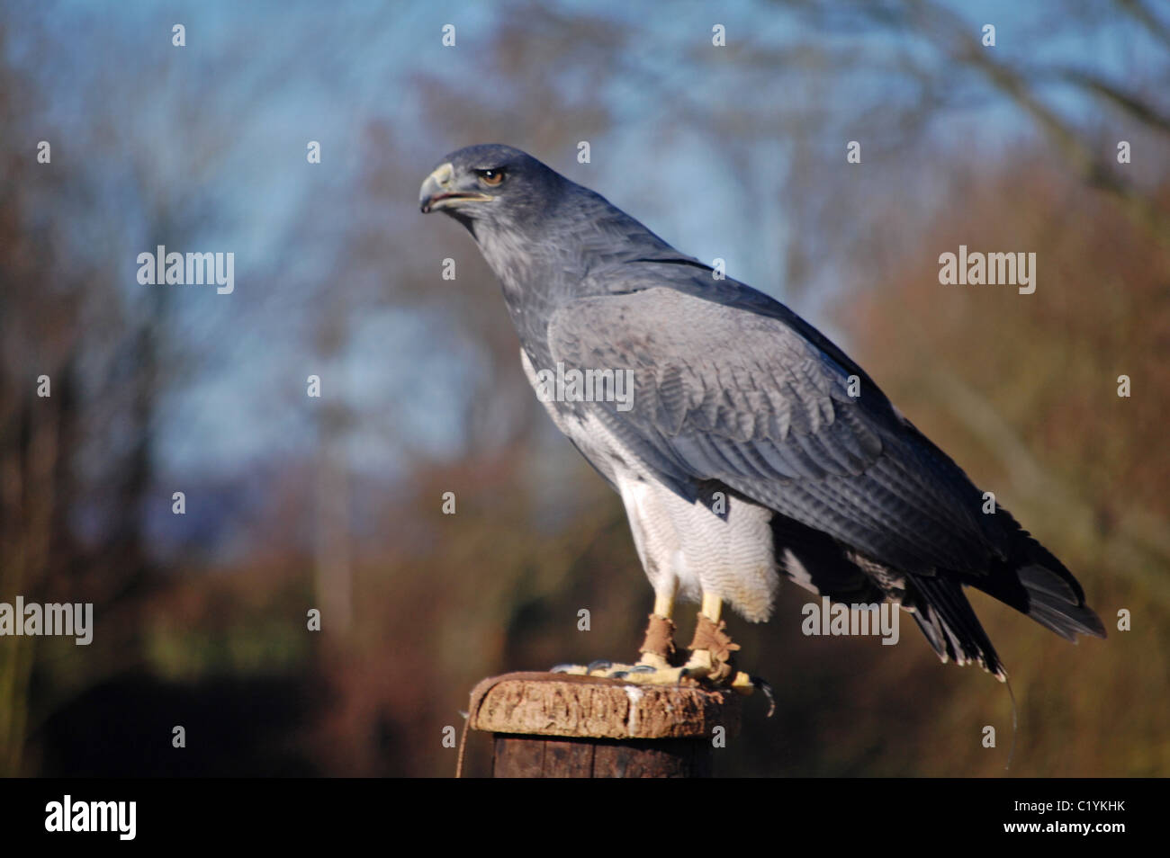grey buzzard eagle sat on perch Stock Photo - Alamy