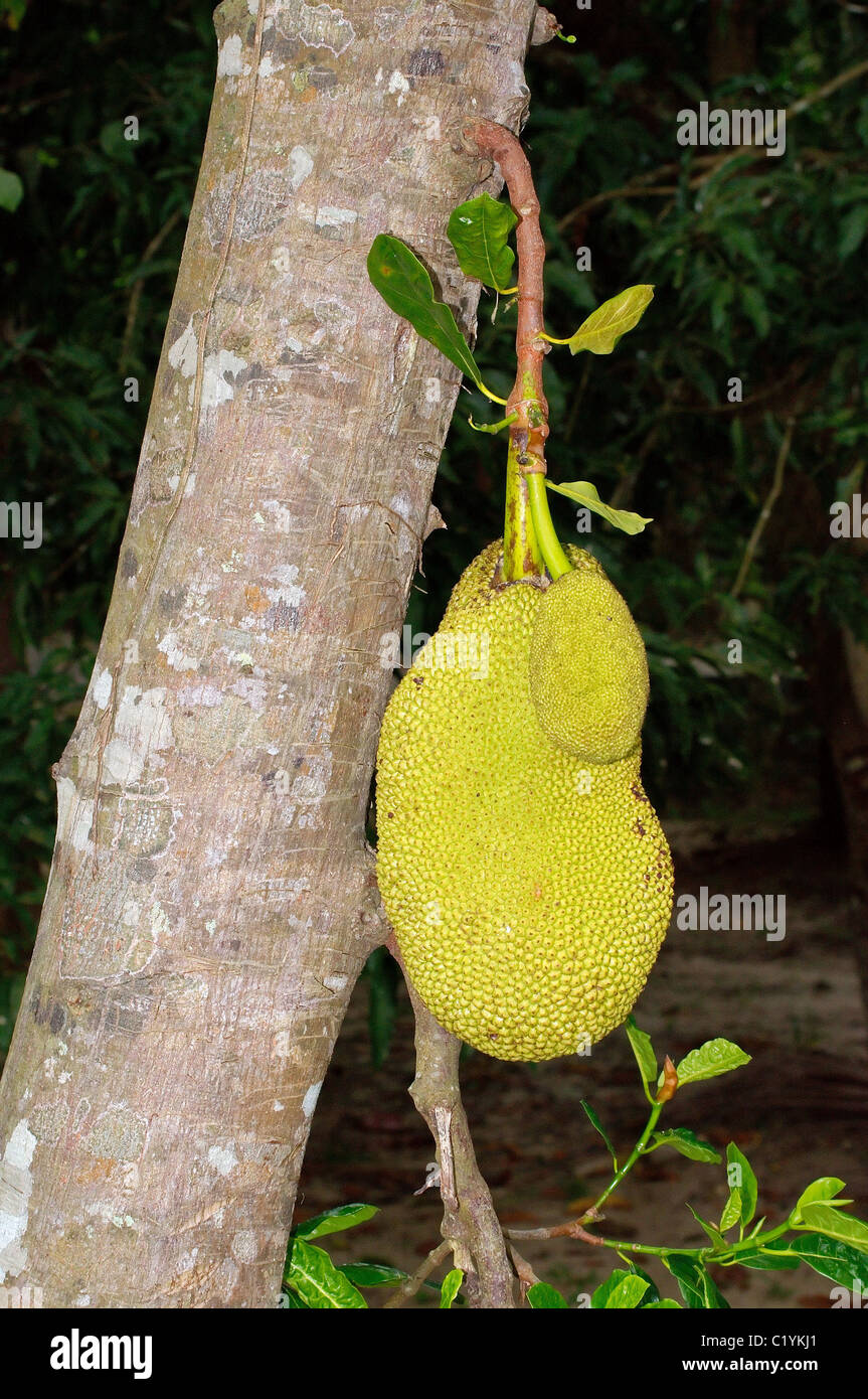 Wild jack fruit tree hi-res stock photography and images - Alamy