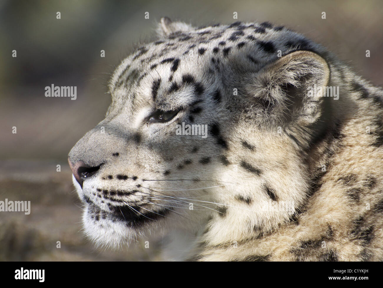 Female snow leopard (headshot Stock Photo - Alamy