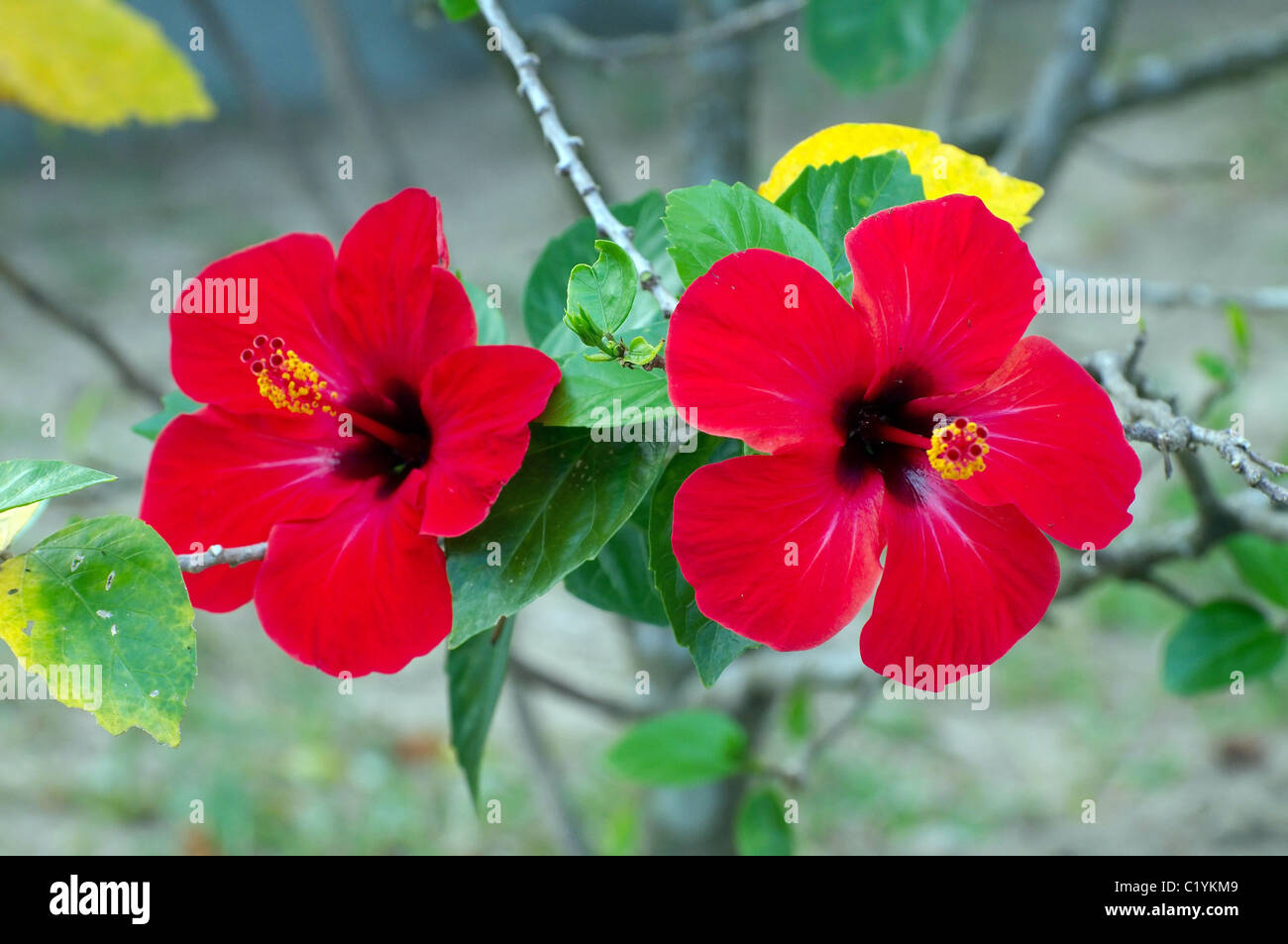 Malaysia national flower hi-res stock photography and images - Alamy