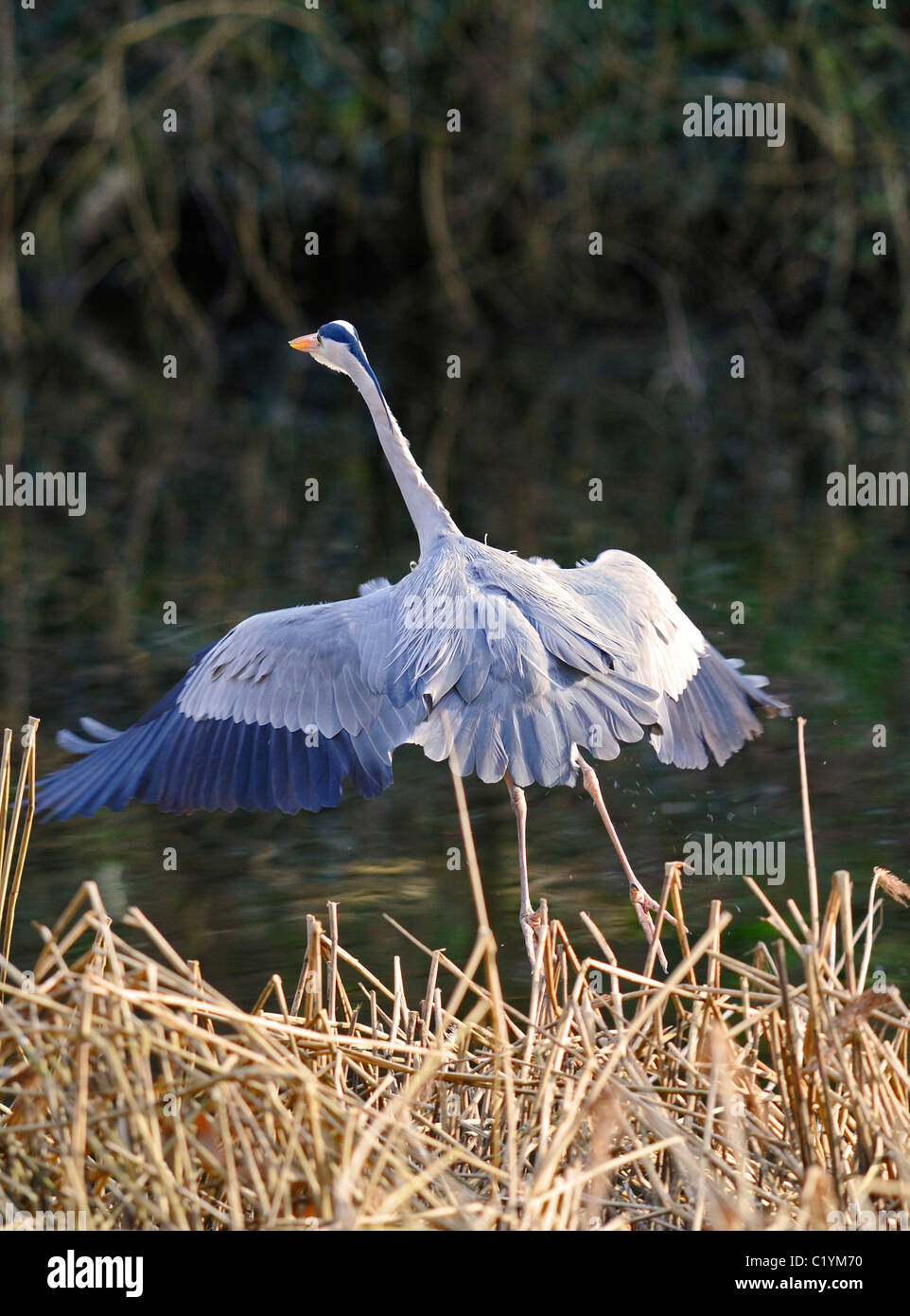 Large Grey heron taking off from a reed bed with its wings spread out ...