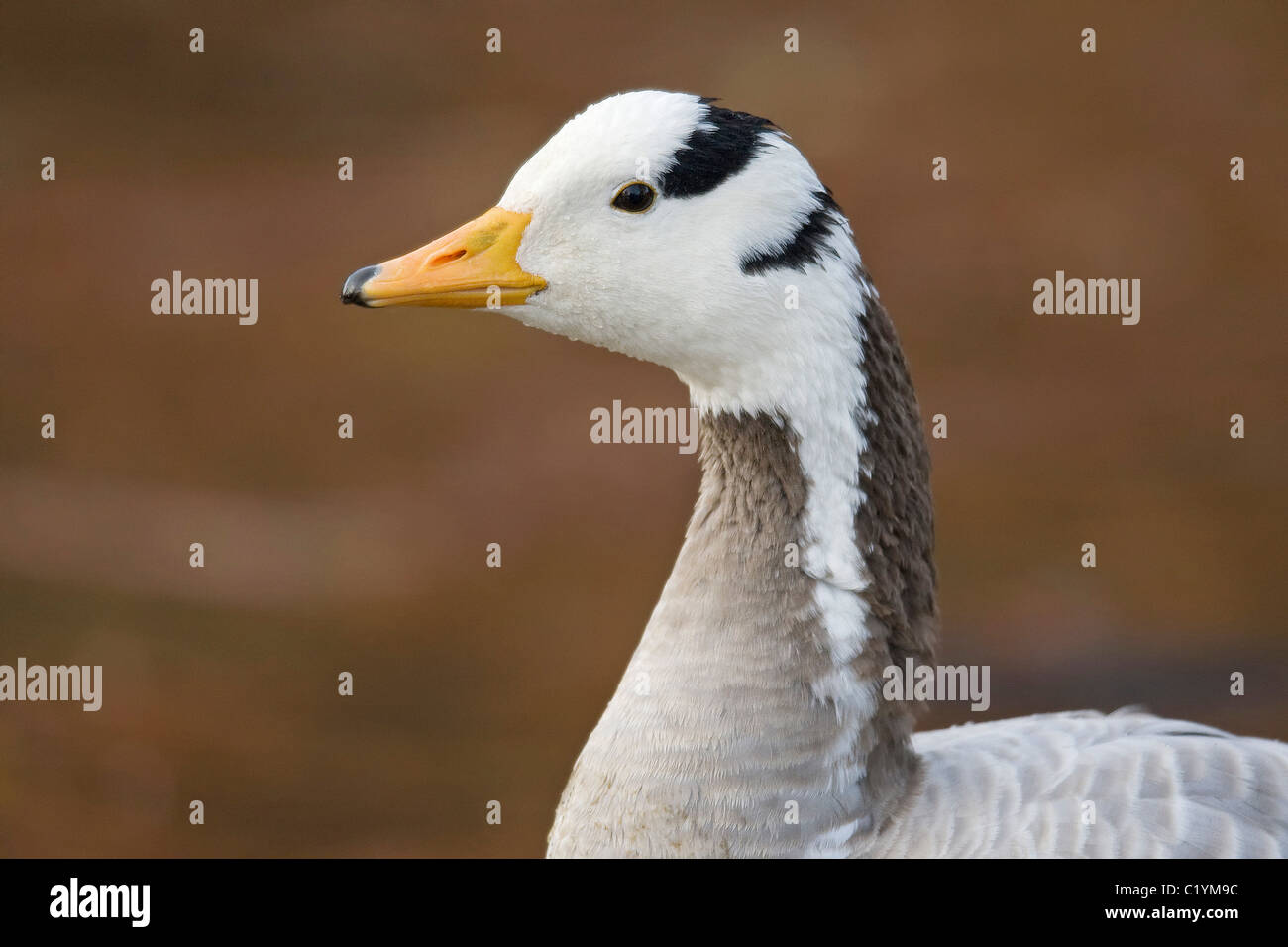 Bar-headed Goose - portrait / Anser indicus Stock Photo - Alamy