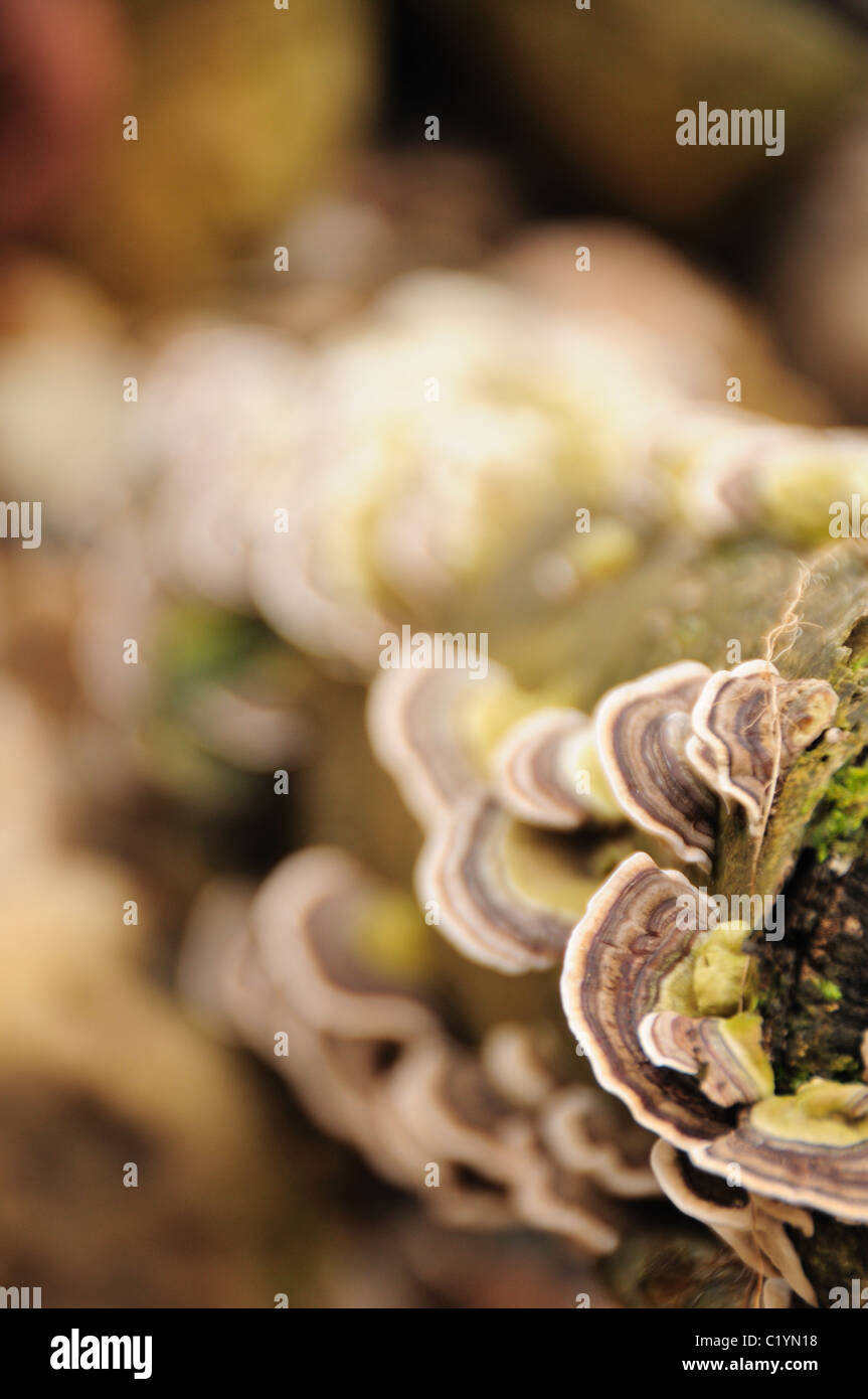 Turkey tail fungi hi-res stock photography and images - Alamy
