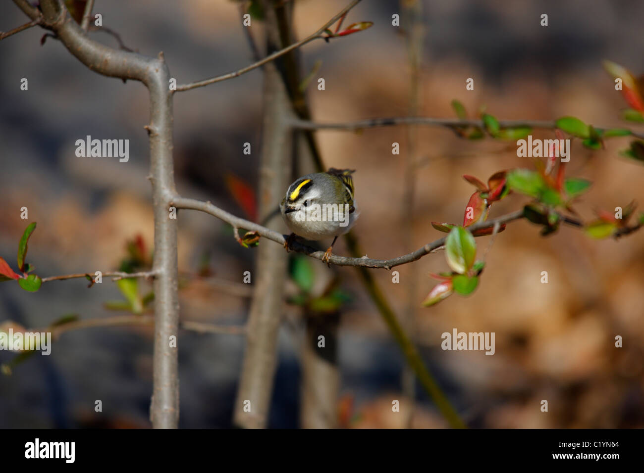 Golden-crowned Kinglet (Regulus satrapa satrapa), an early Spring ...