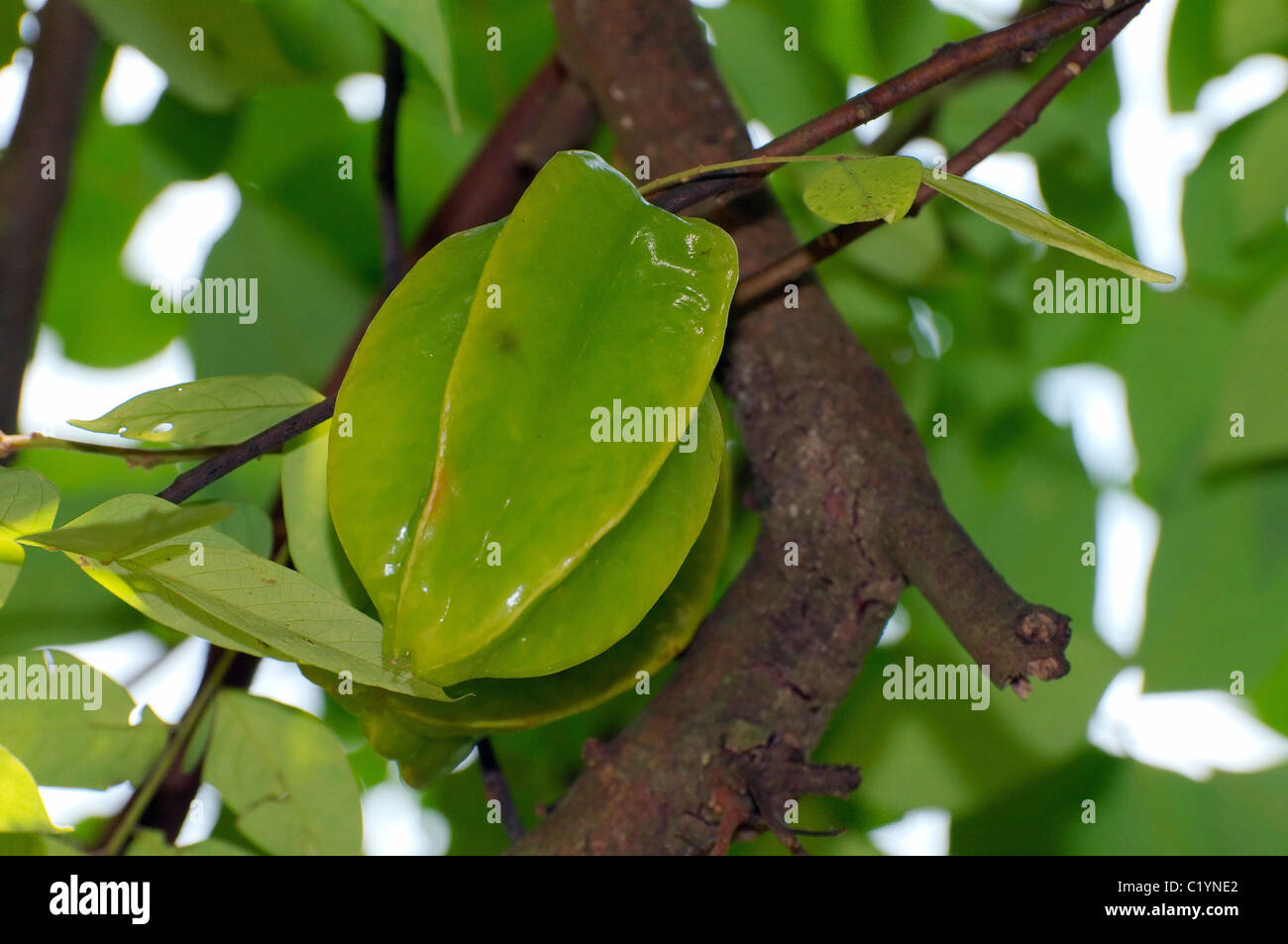 Tropical fruit carambola, star fruit or five-corner(Averrhoa carambola ...
