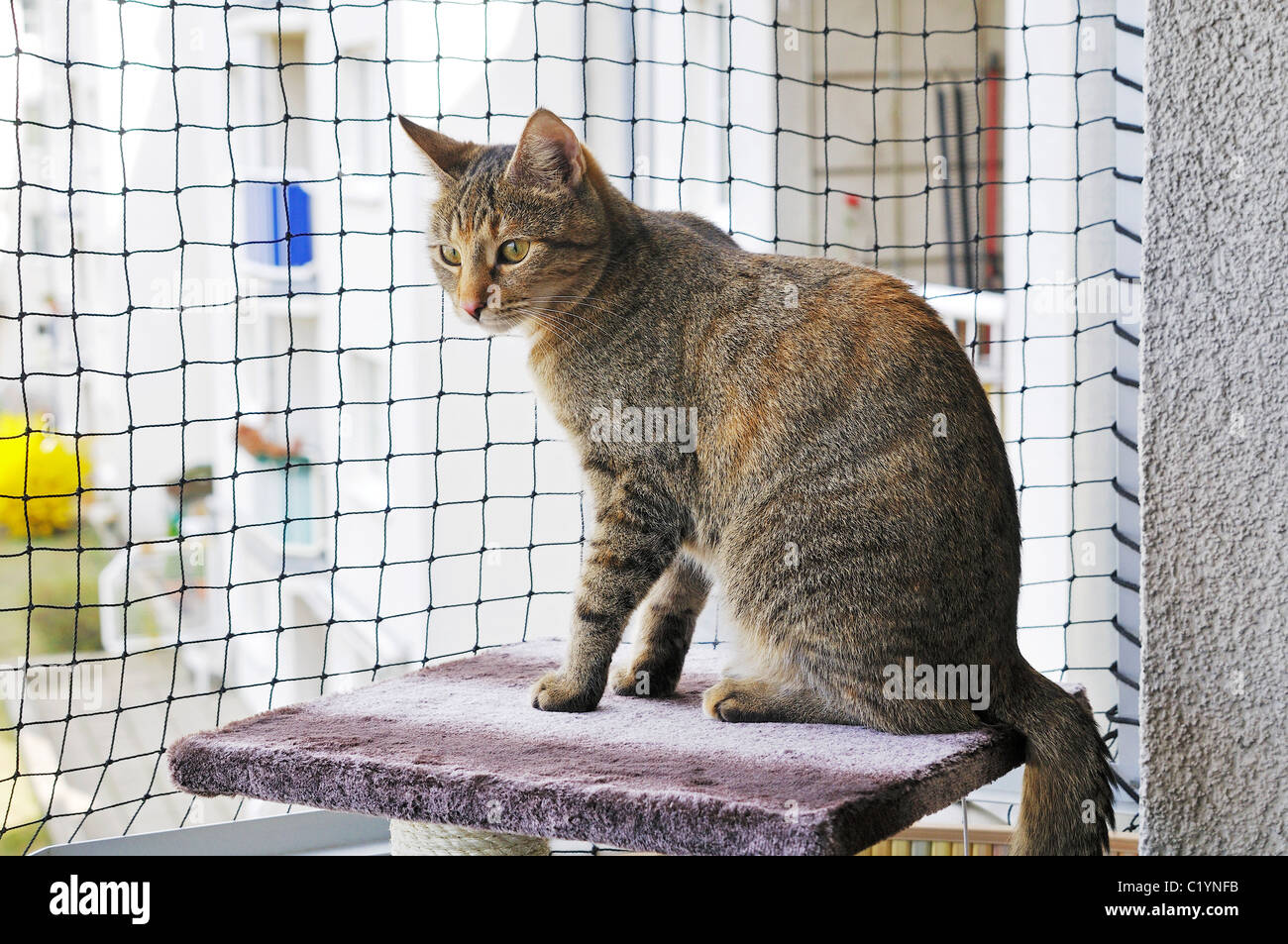 Cat net window hi-res stock photography and images - Alamy