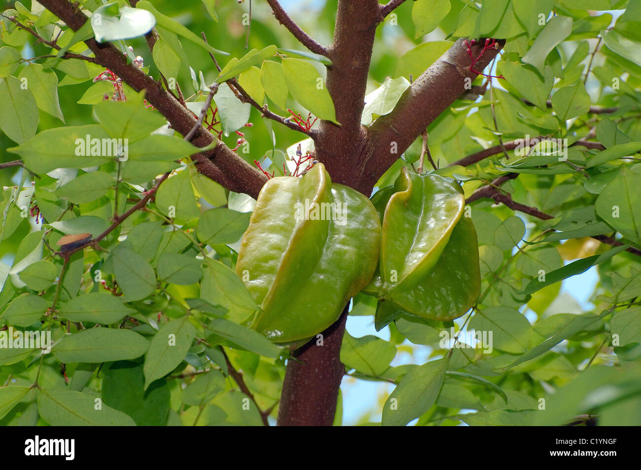 Five corner fruit hi-res stock photography and images - Alamy