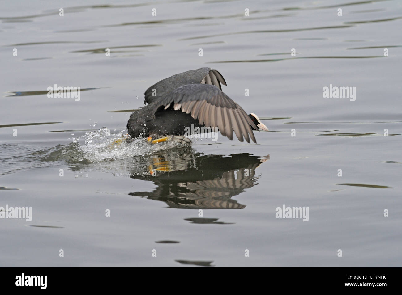 Adult Coot running on water with the help from its wings Stock Photo ...