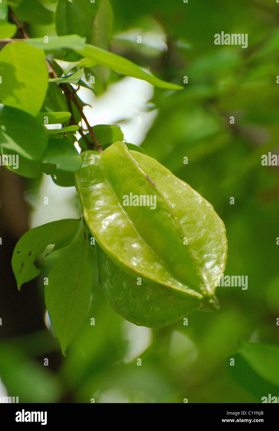 Five corner fruit hi-res stock photography and images - Alamy