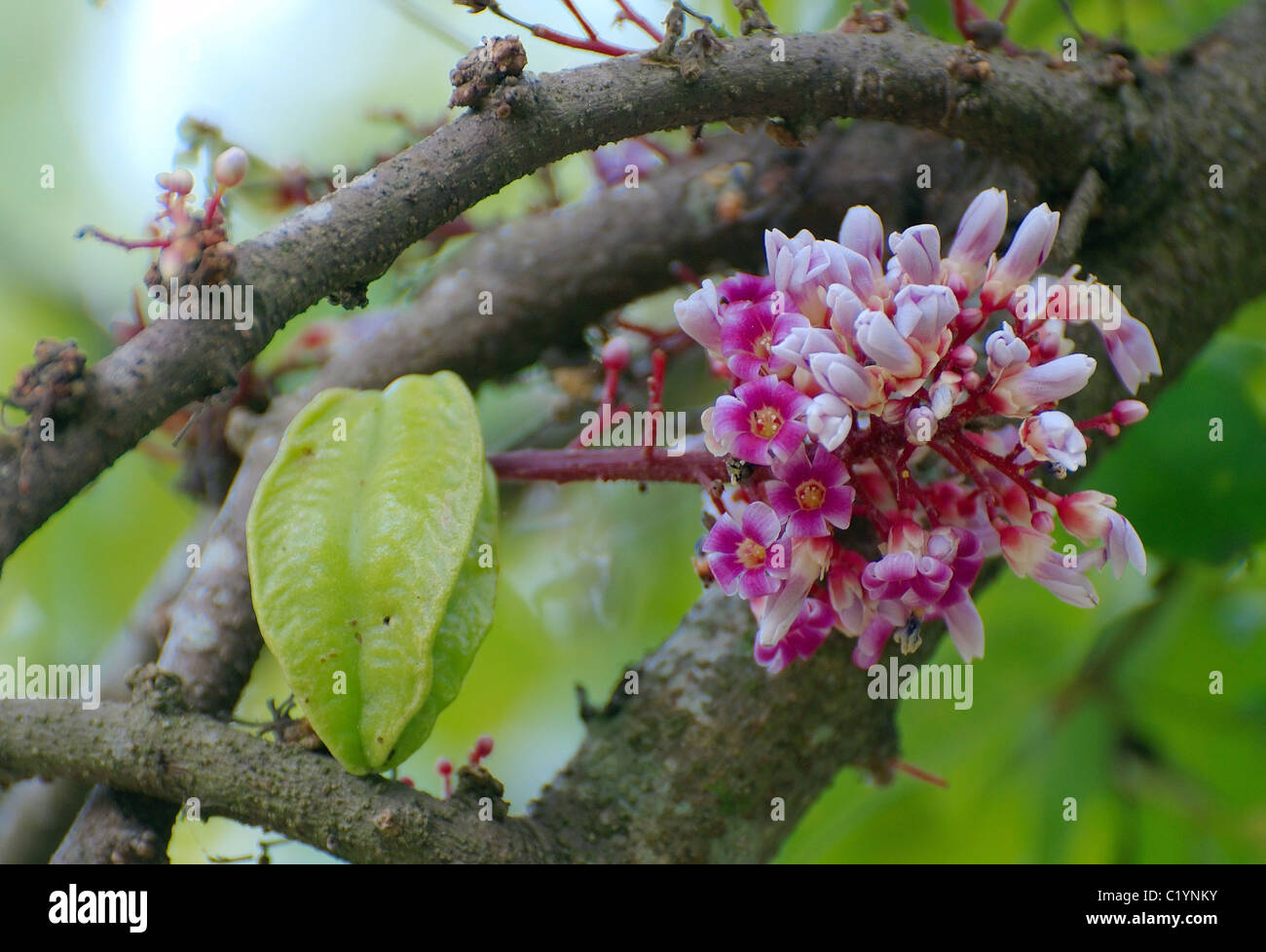 Tropical fruit carambola, star fruit or five-corner(Averrhoa carambola ...