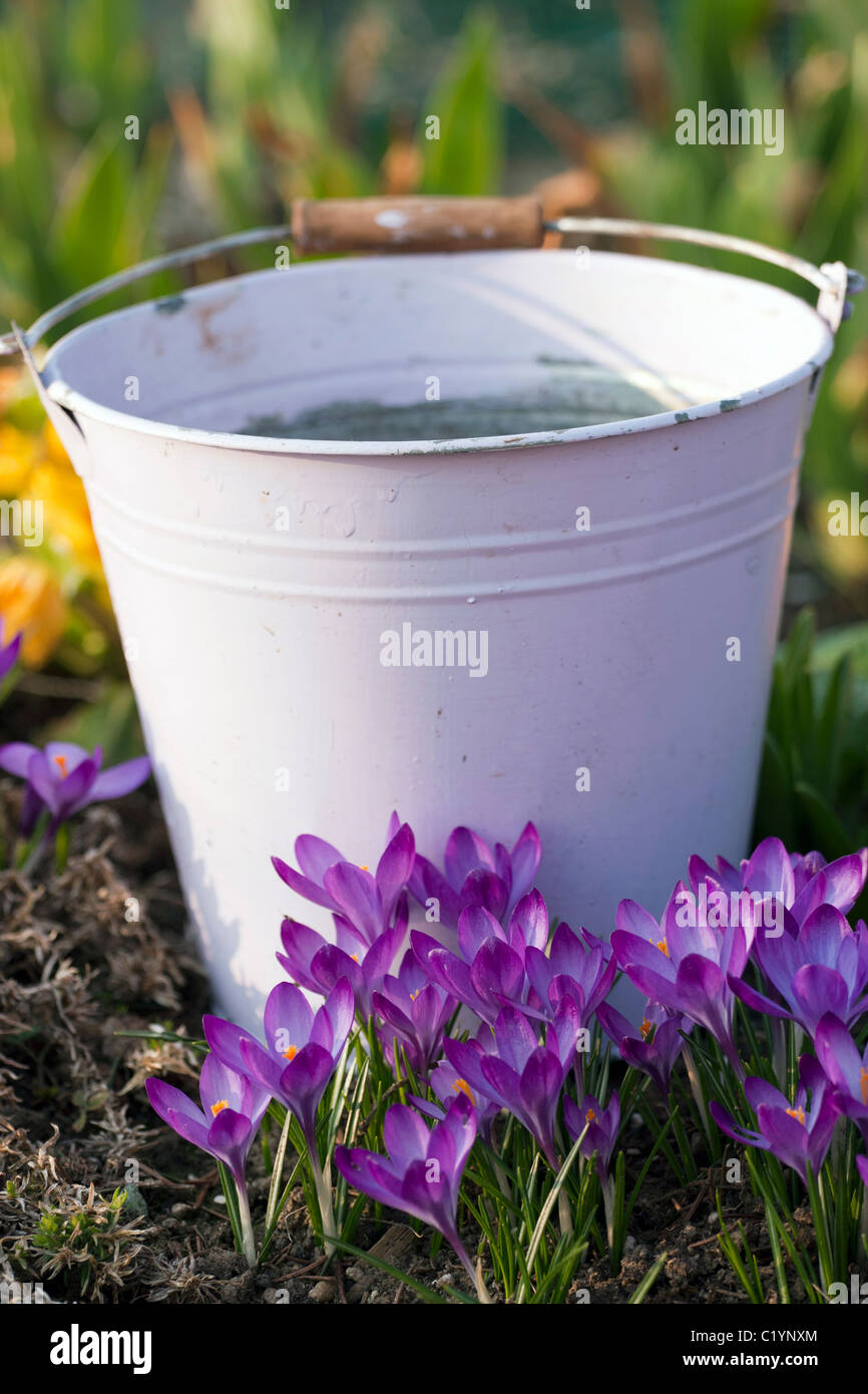 Purple bucket by the spring flowers Stock Photo - Alamy